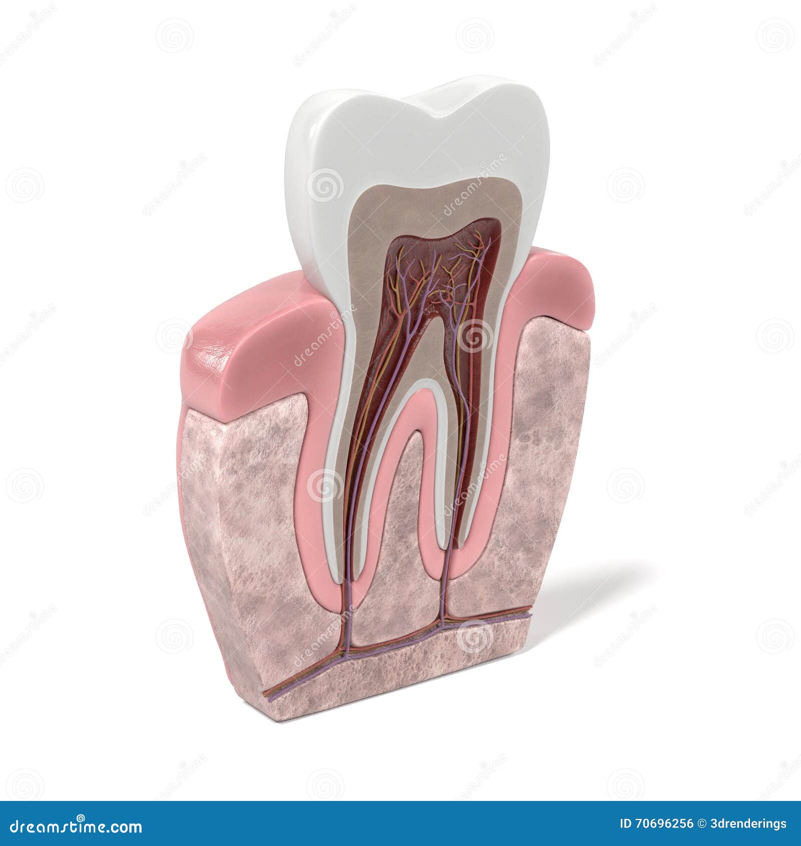 Anatomia do dente ilustração stock. Ilustração de canal - 70696256