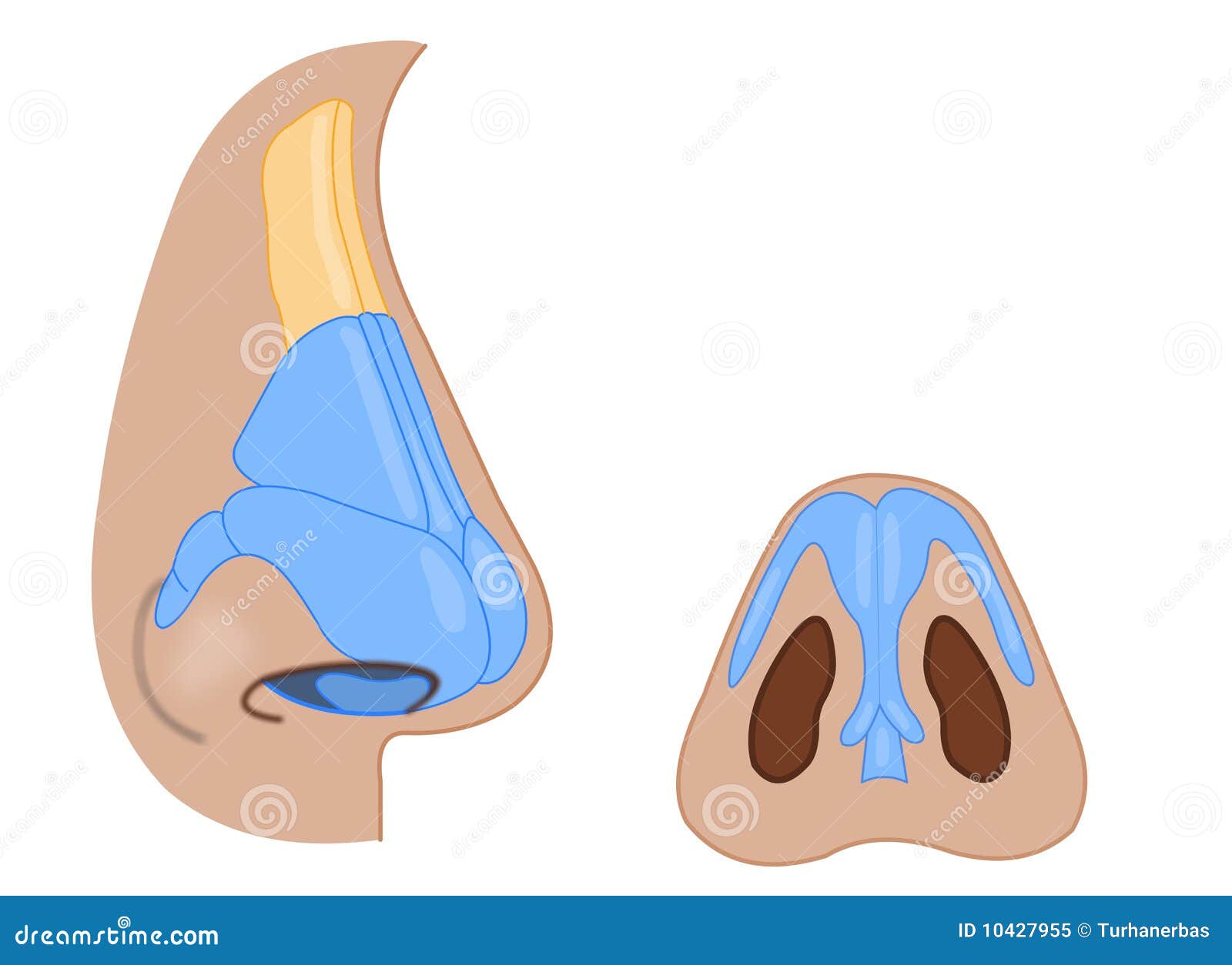 Anatomia Externa Do Nariz Anatomia Do Nariz E Seios Paranasais:
