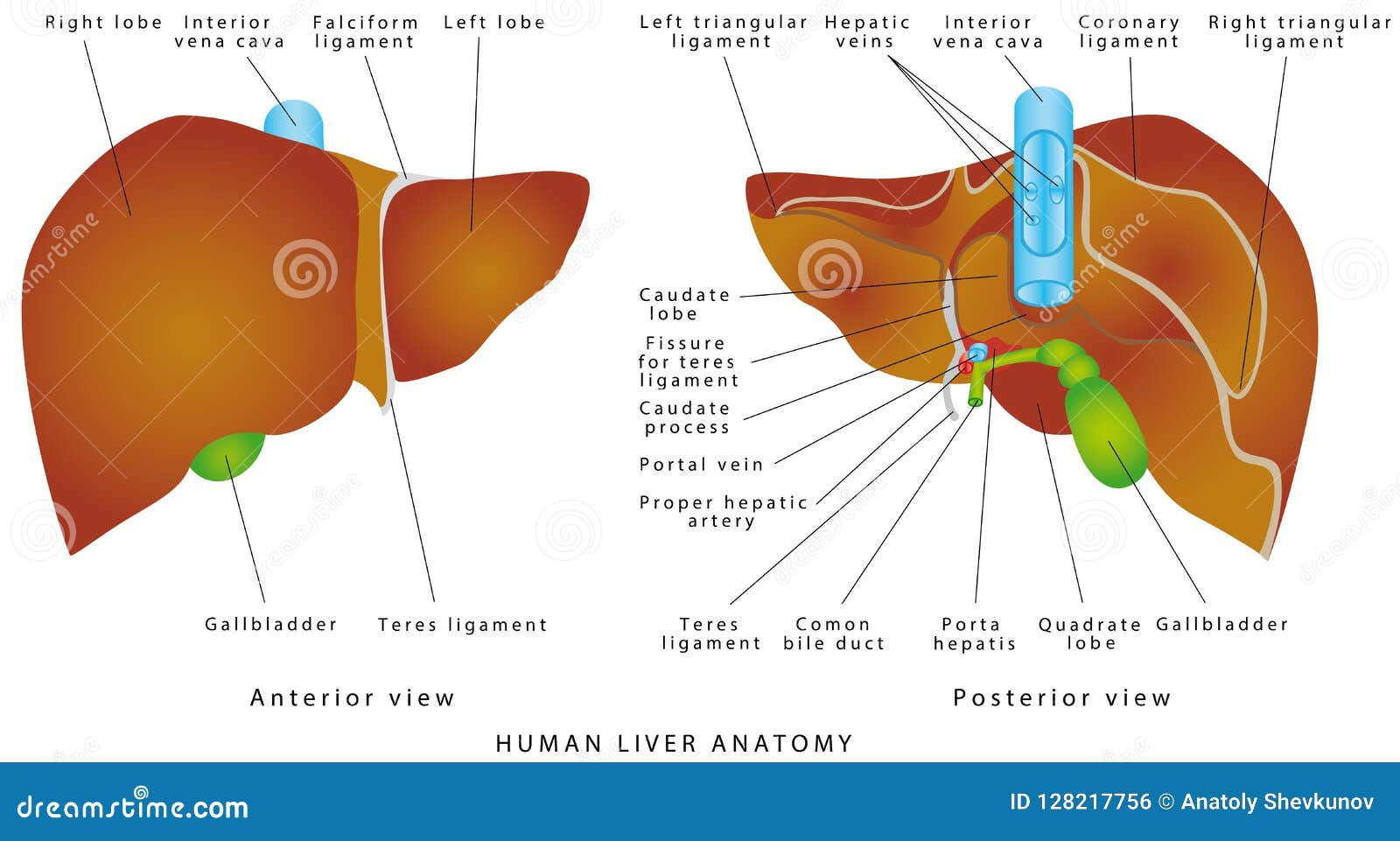 Anatomia do fígado ilustração do vetor. Ilustração de duto - 128217756
