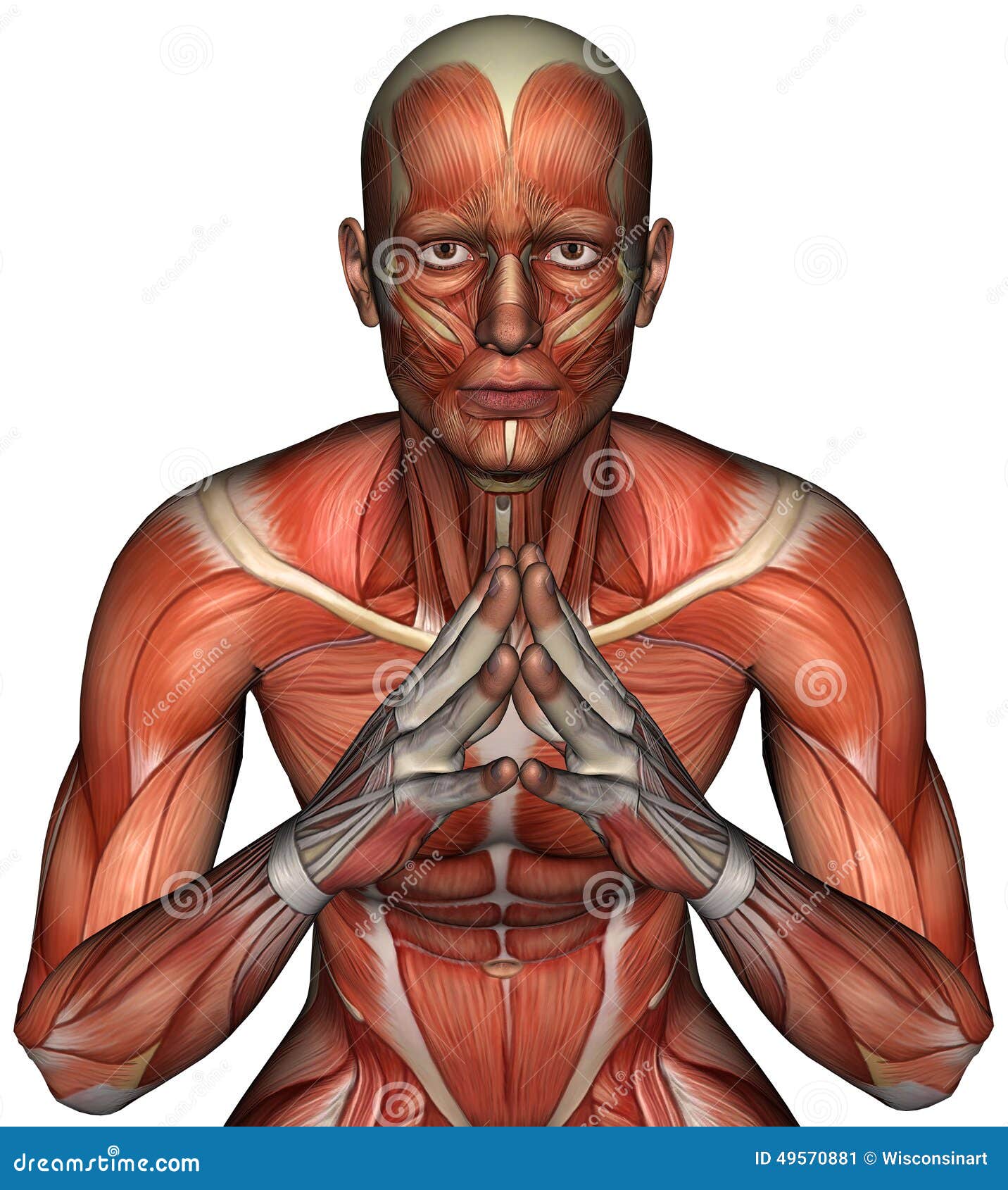 Anatomia Do Homem Do Mapa Do Músculo Isolada Ilustração Stock ...