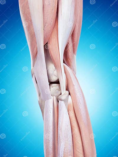 A anatomia do joelho ilustração stock. Ilustração de render - 57248500