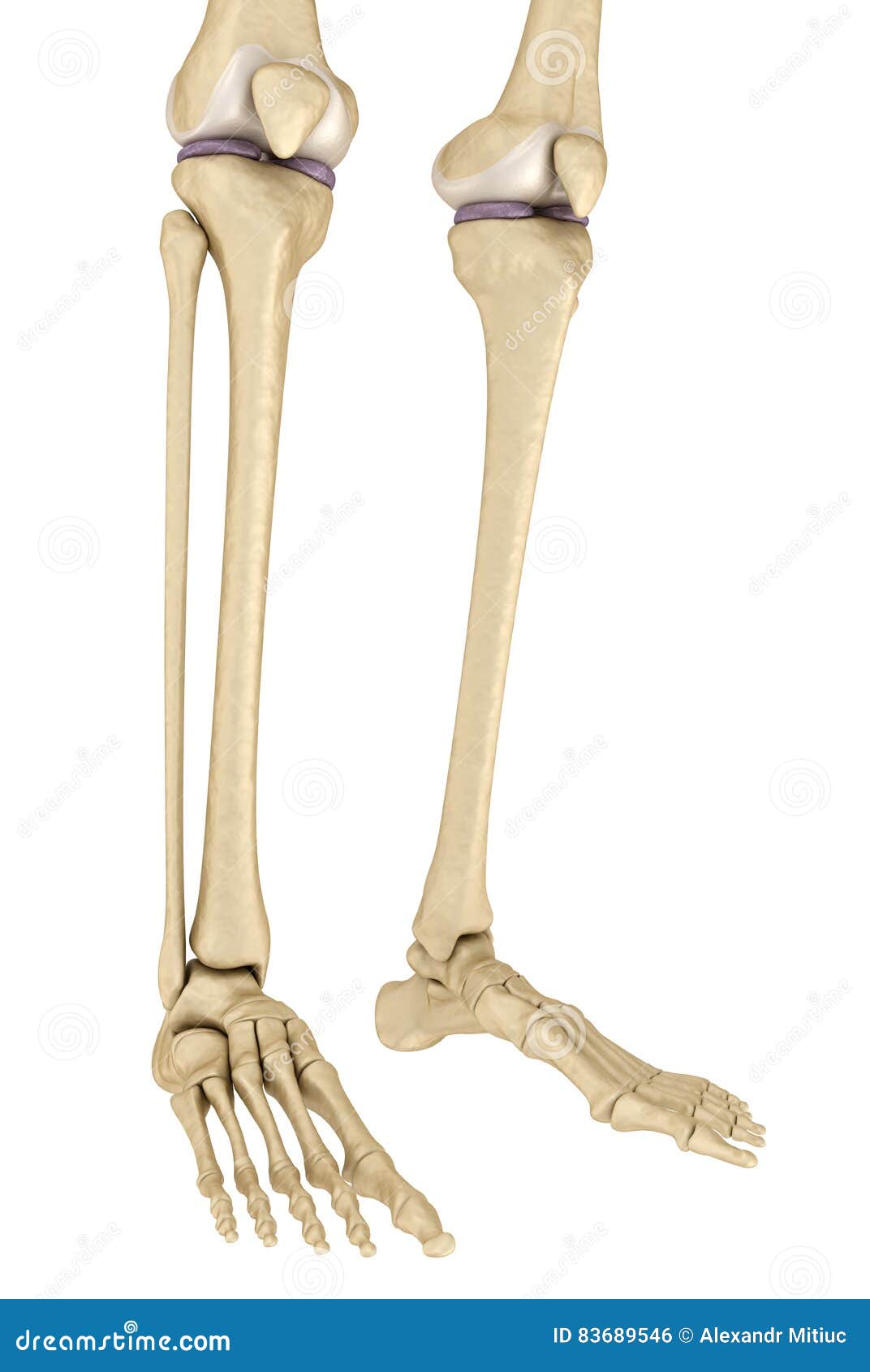 Anatomia Do Joelho Isolado No Branco Ilustração Stock - Ilustração de ...