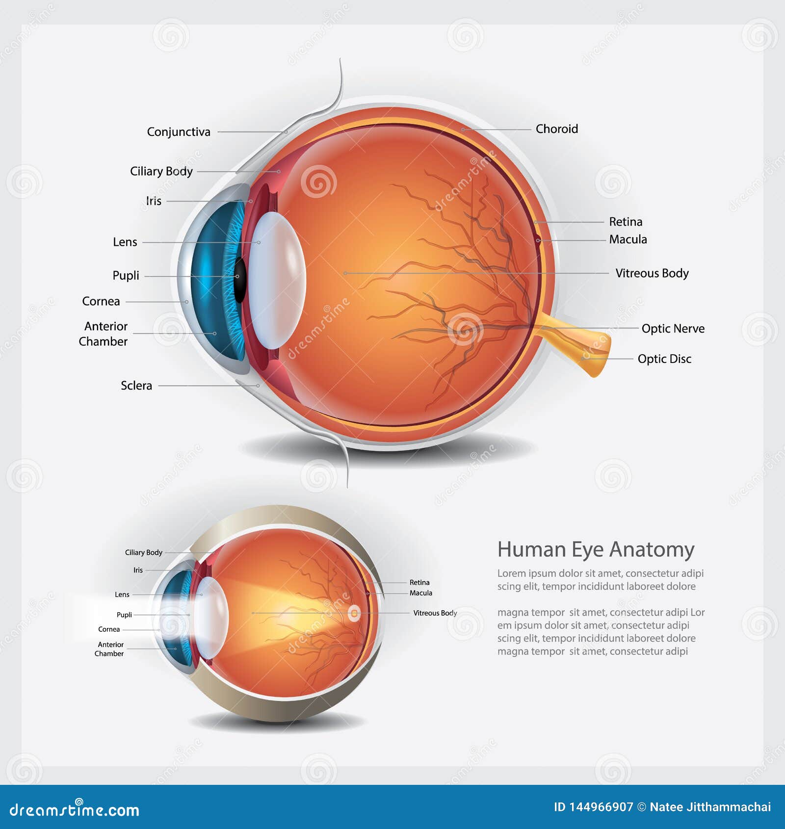 Anatomia Dos Olhos Humanos - NAZAEDU