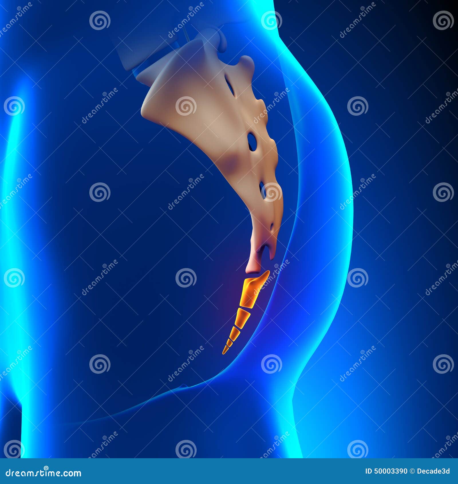 Anatomia do osso do cóccix ilustração stock. Ilustração de humano ...