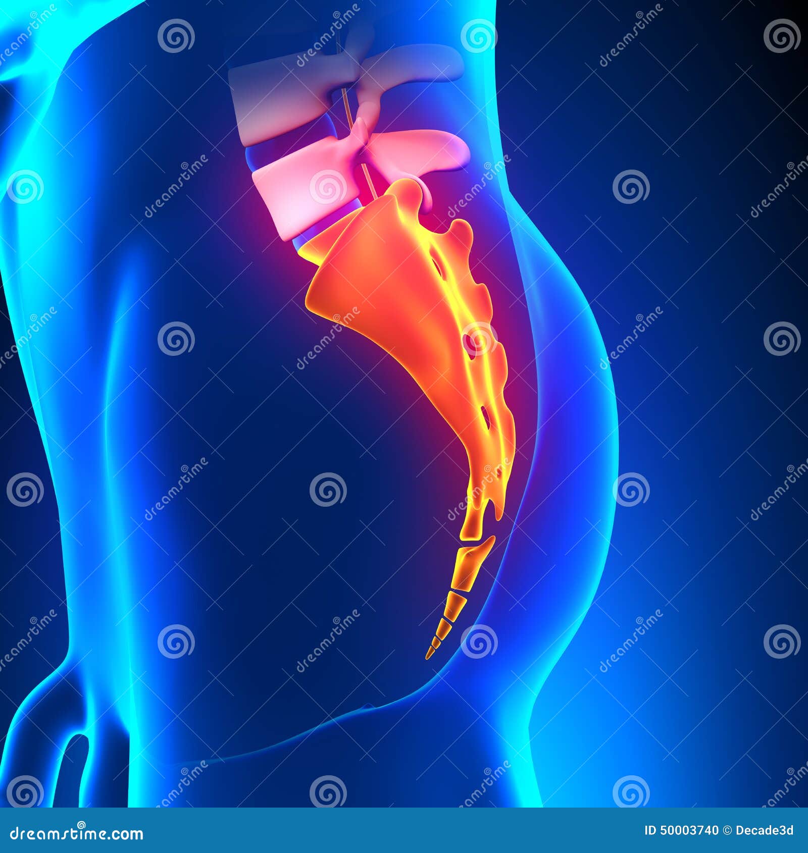 Anatomia Do Osso Do Cóccix Do Sacro Ilustração Stock - Ilustração de ...
