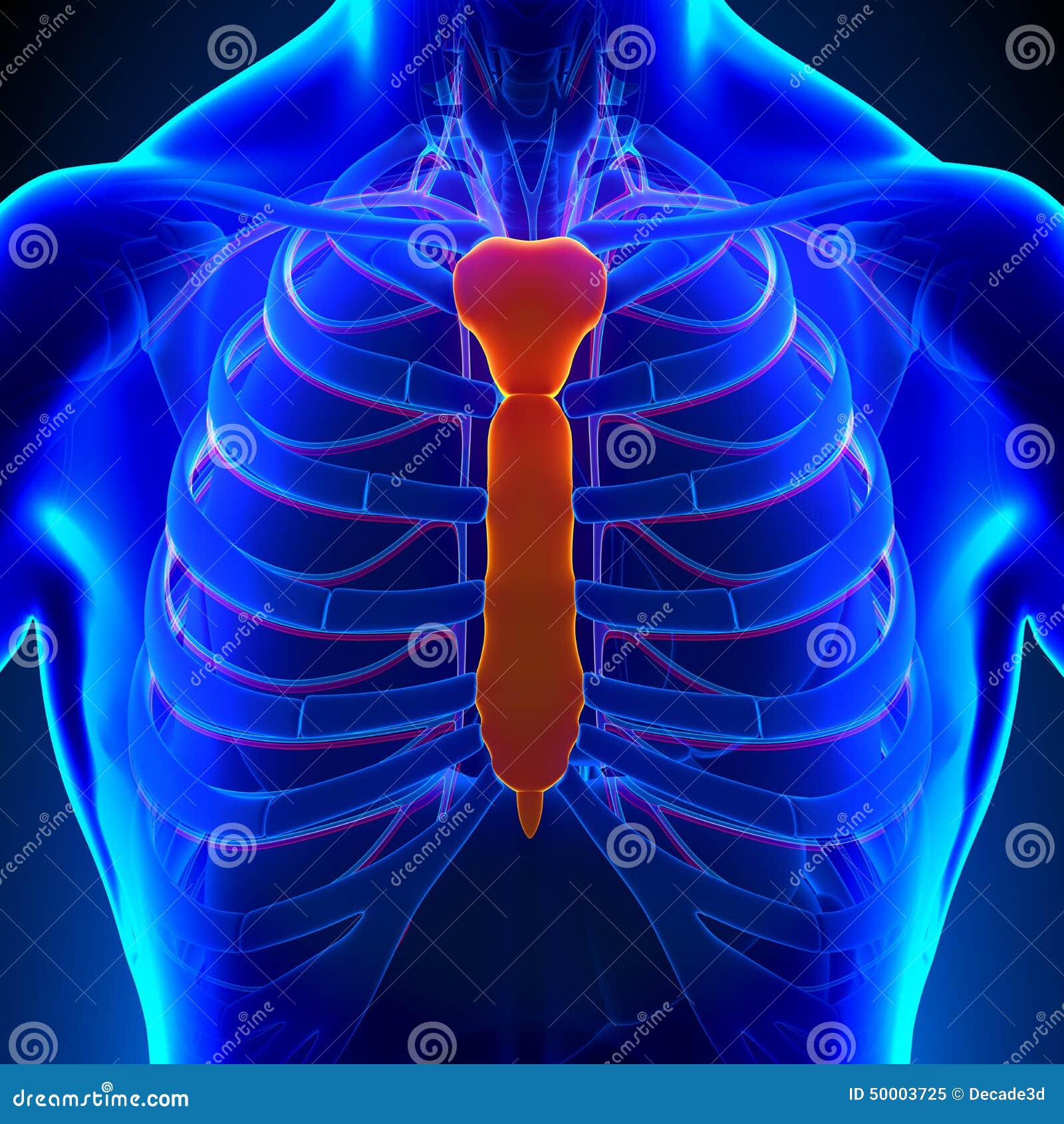 Anatomia Do Osso Do Esterno Com Sistema De Ciculatory Ilustração Stock ...