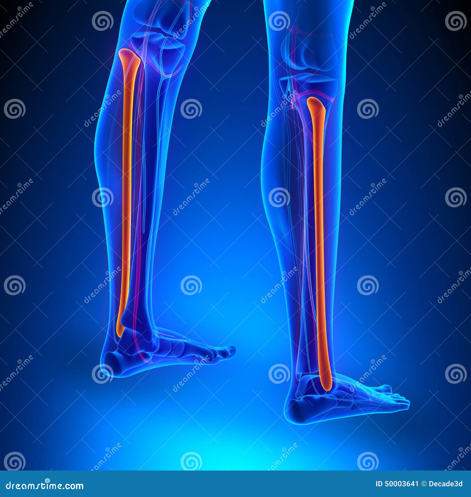 Anatomia Do Osso Do Perônio Com Sistema Circulatório Ilustração Stock ...