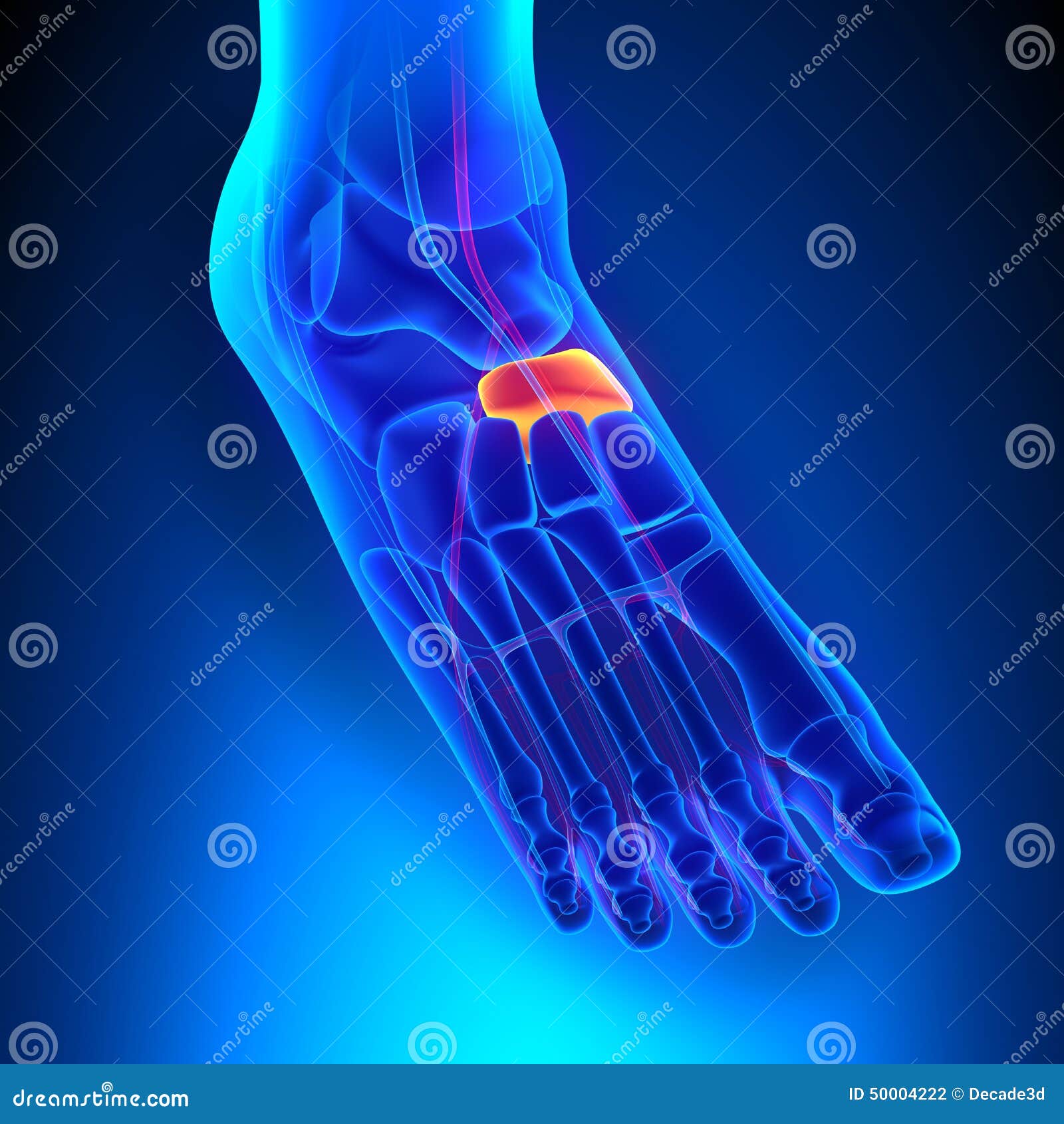 Anatomia Do Osso Navicular Com Sistema Circulatório Foto de Stock ...