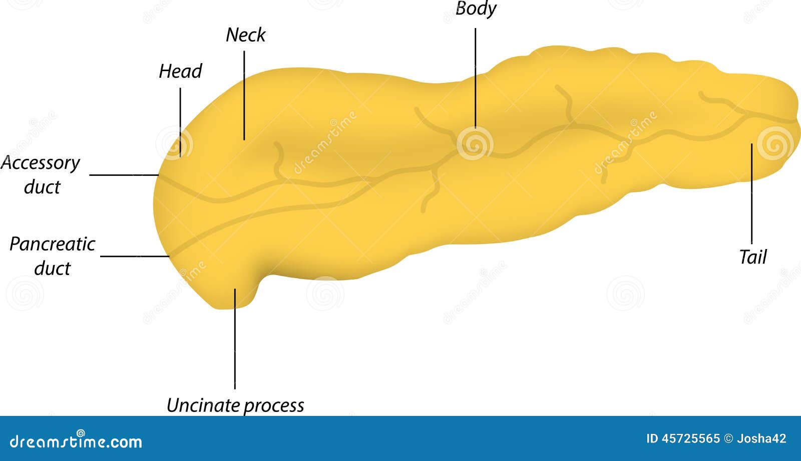 Anatomia do pâncreas ilustração do vetor. Ilustração de anatômico ...