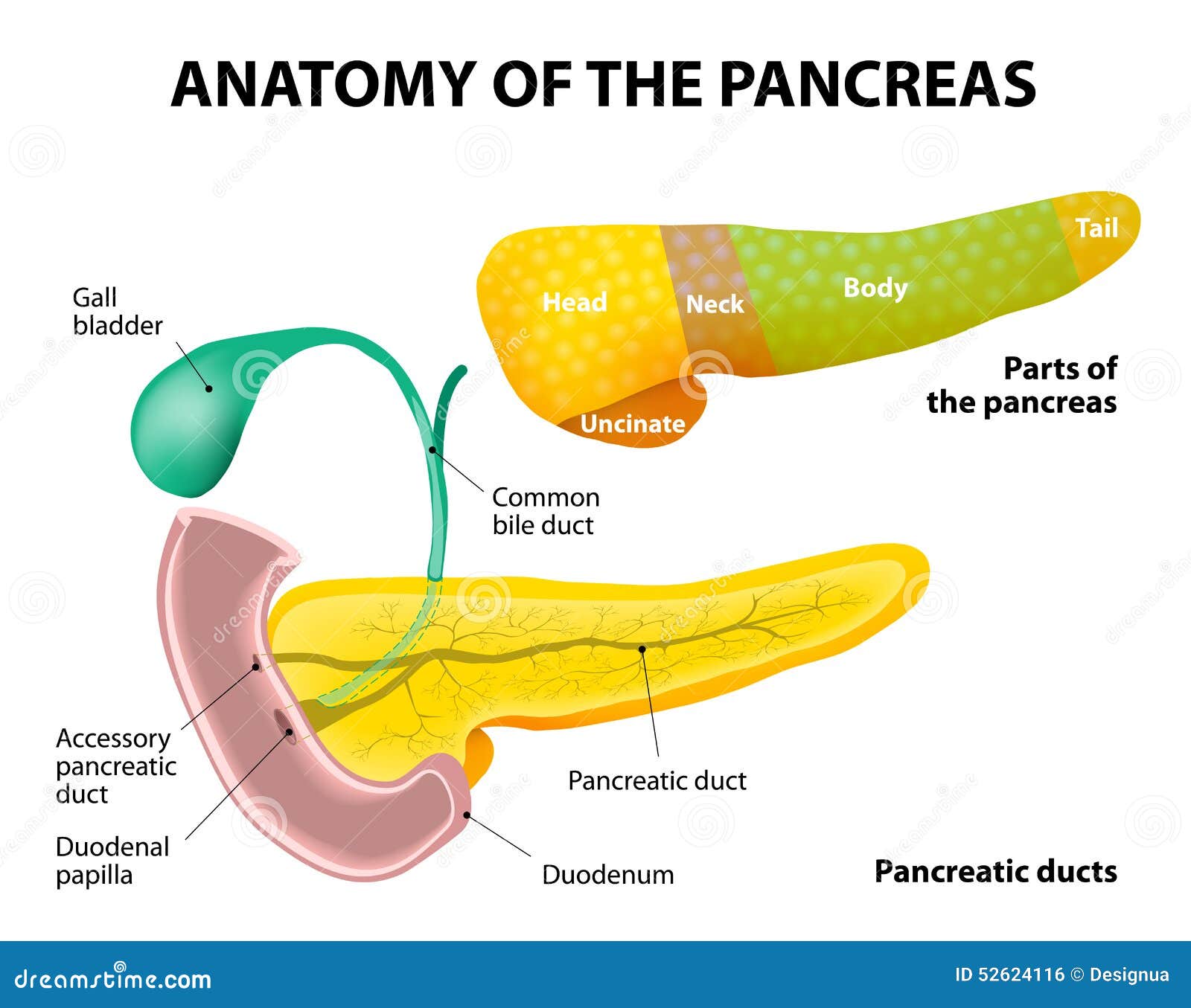 Anatomia Do Pâncreas Etiquetado Ilustração do Vetor - Ilustração de ...