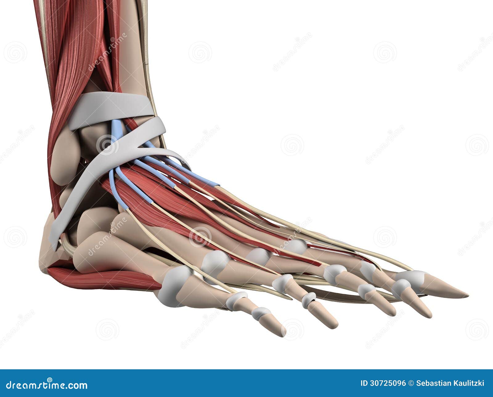 Anatomia do pé ilustração stock. Ilustração de humano - 30725096