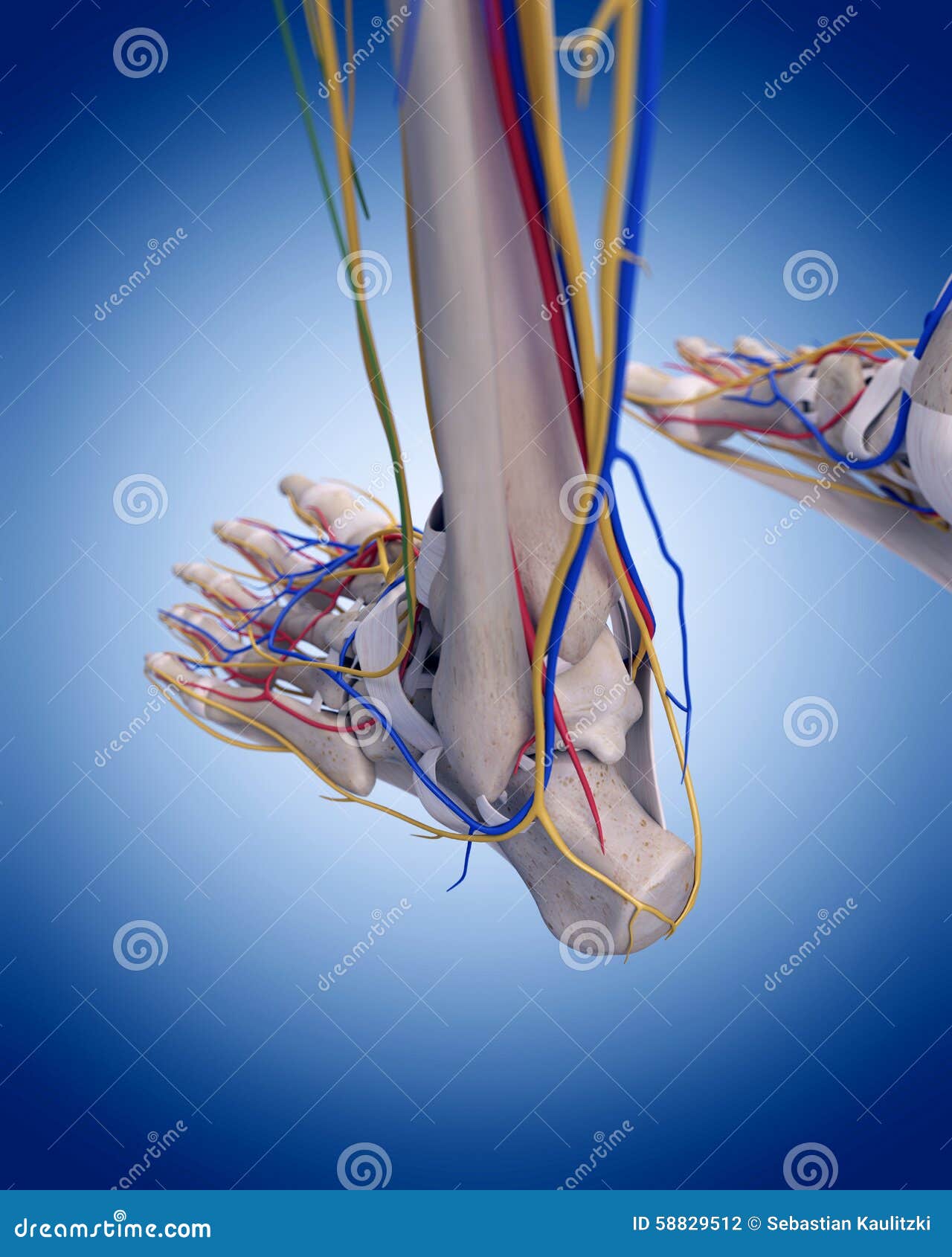 A anatomia do pé ilustração stock. Ilustração de recuo - 58829512