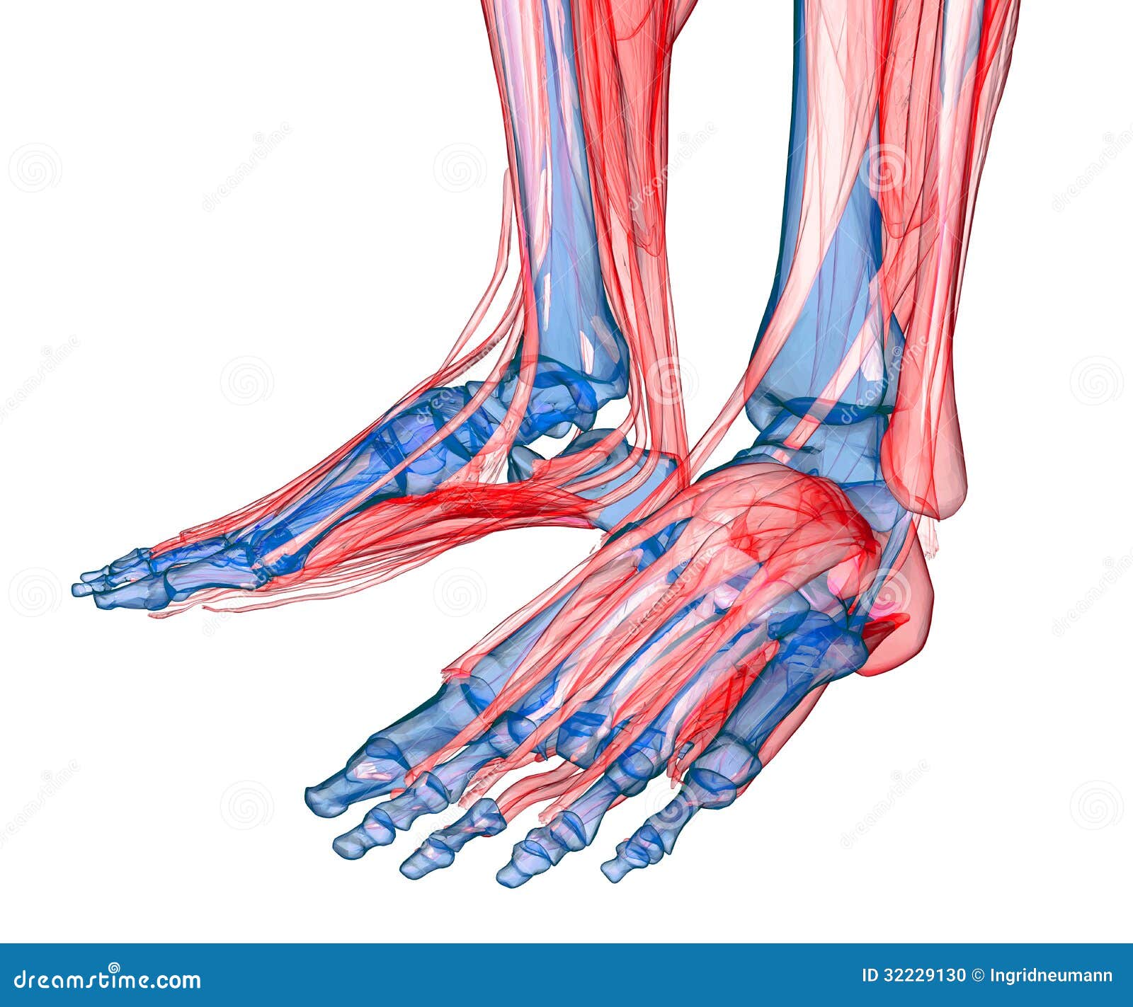Anatomia do pé e do pé ilustração stock. Ilustração de medicina - 32229130