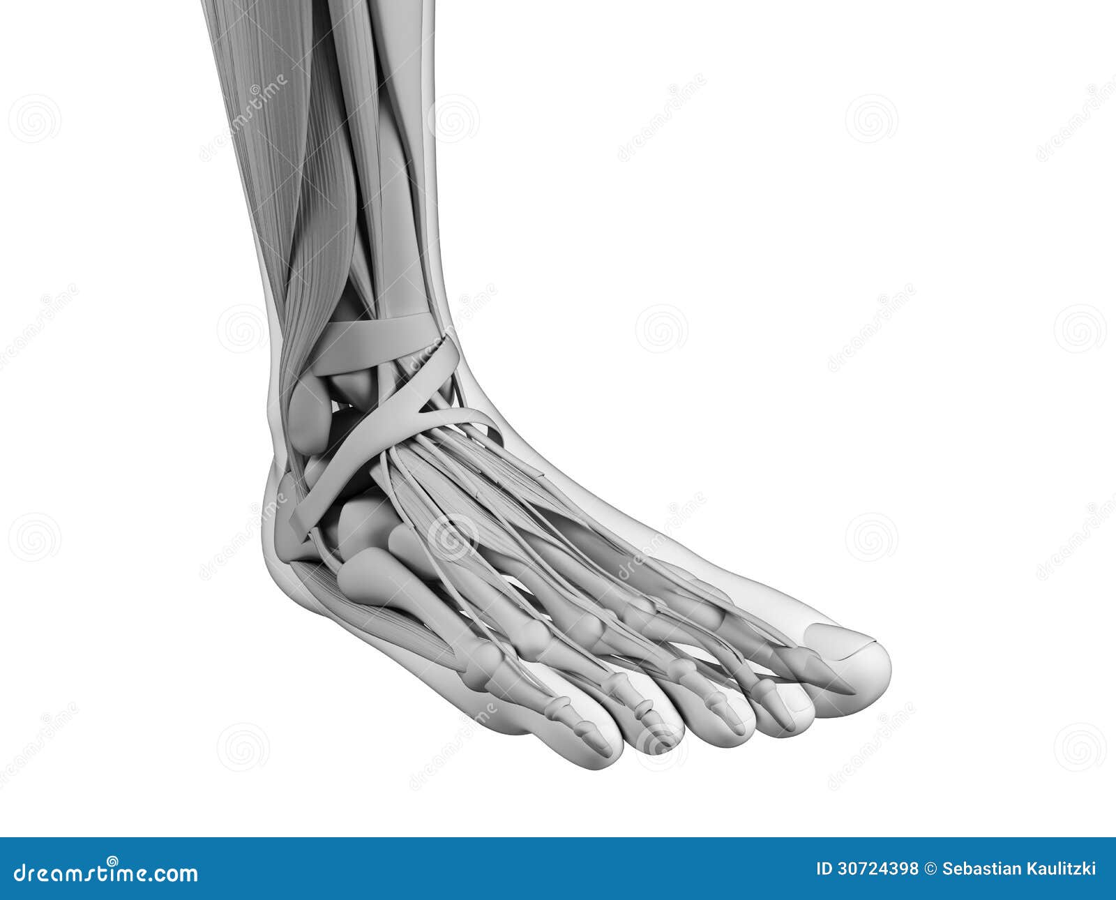 Anatomia do pé humano ilustração stock. Ilustração de medicamente ...