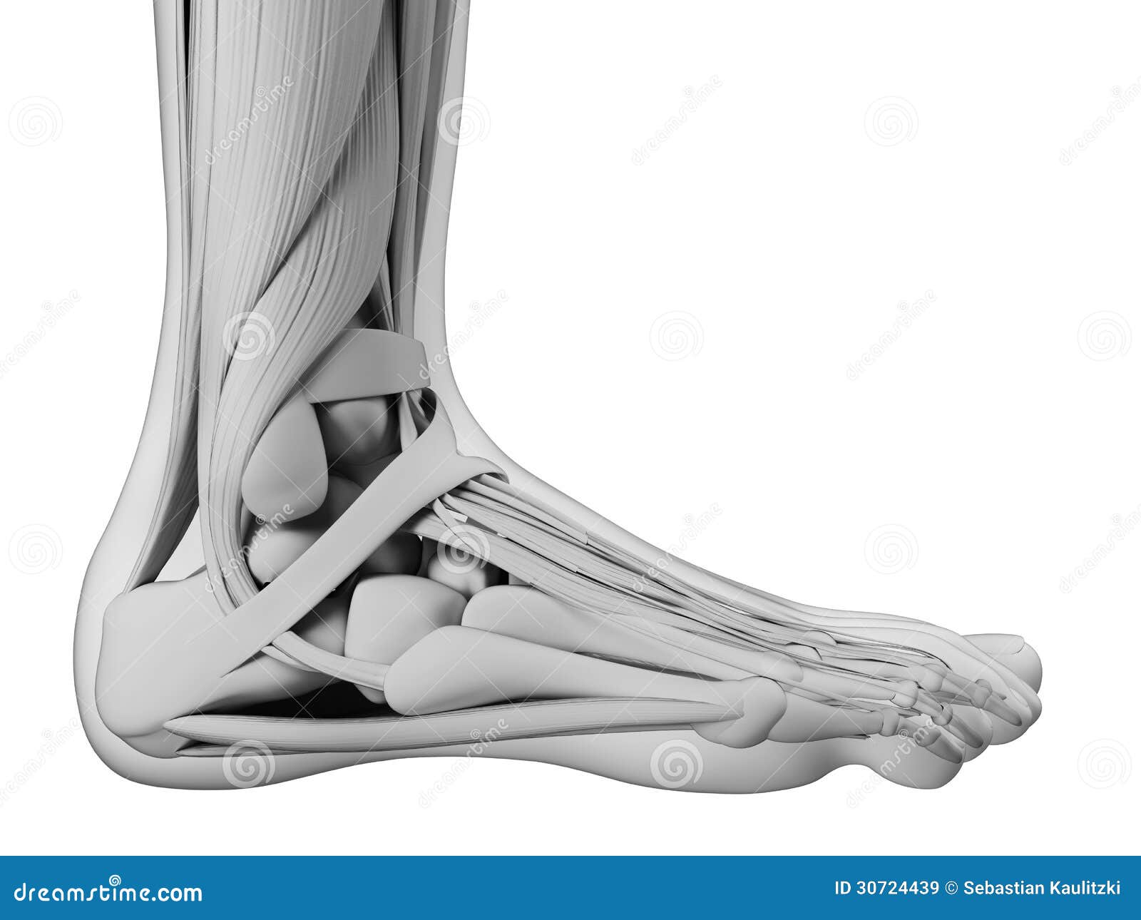 Anatomia do pé humano ilustração stock. Ilustração de flexionar - 30724439