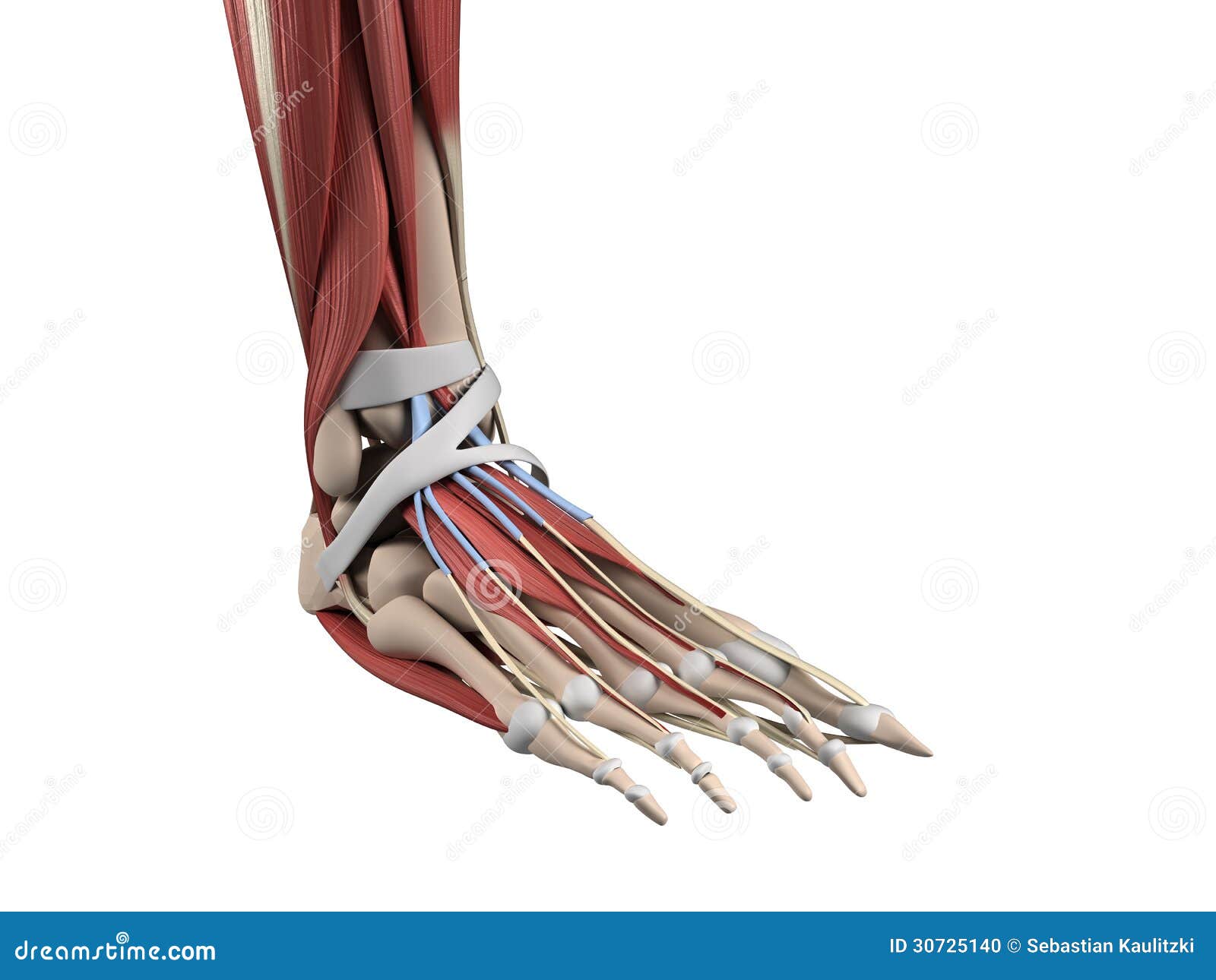 Anatomia do pé humano ilustração stock. Ilustração de placa - 30725140