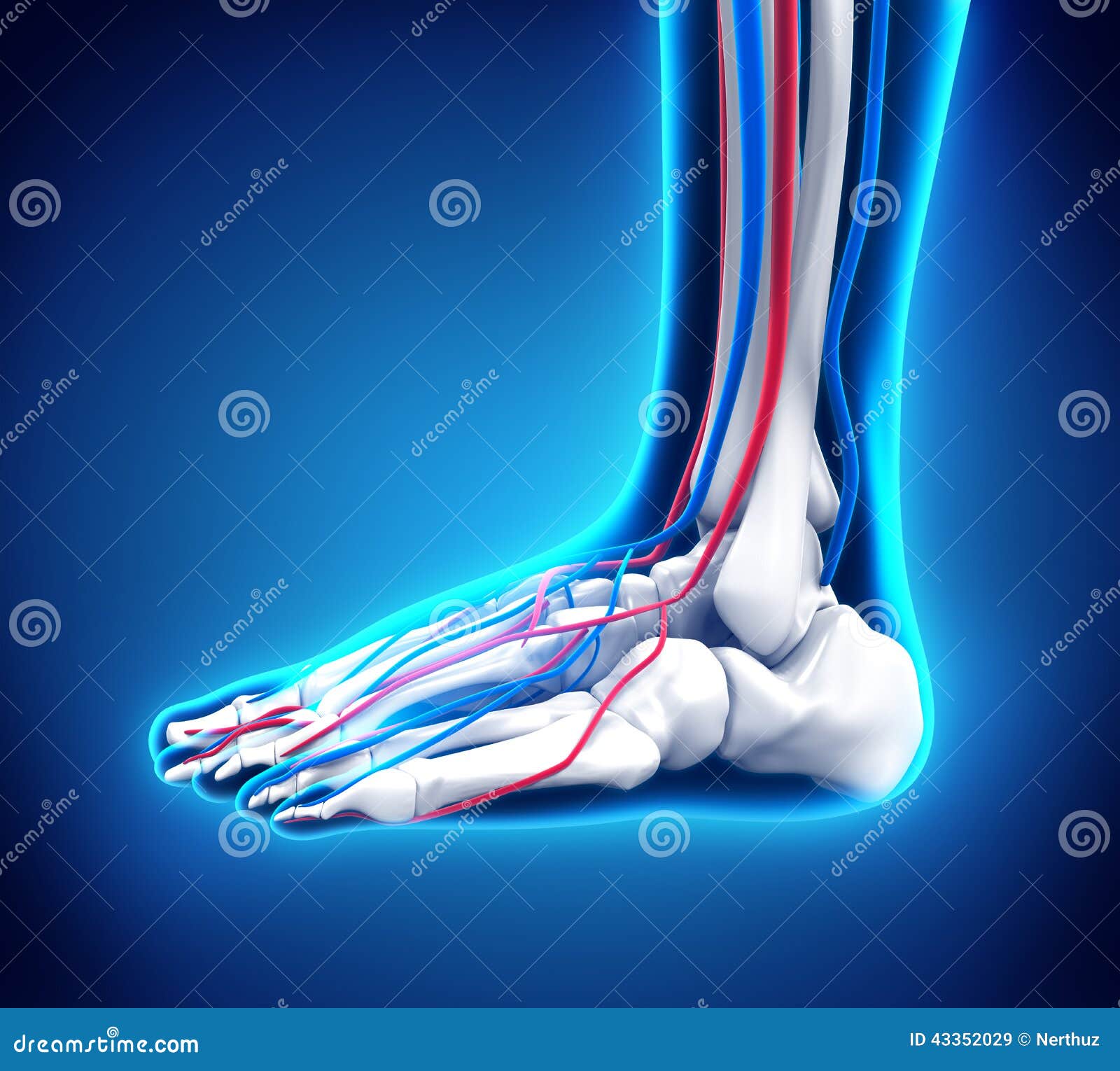 Anatomia do pé humano ilustração stock. Ilustração de humano - 43352029