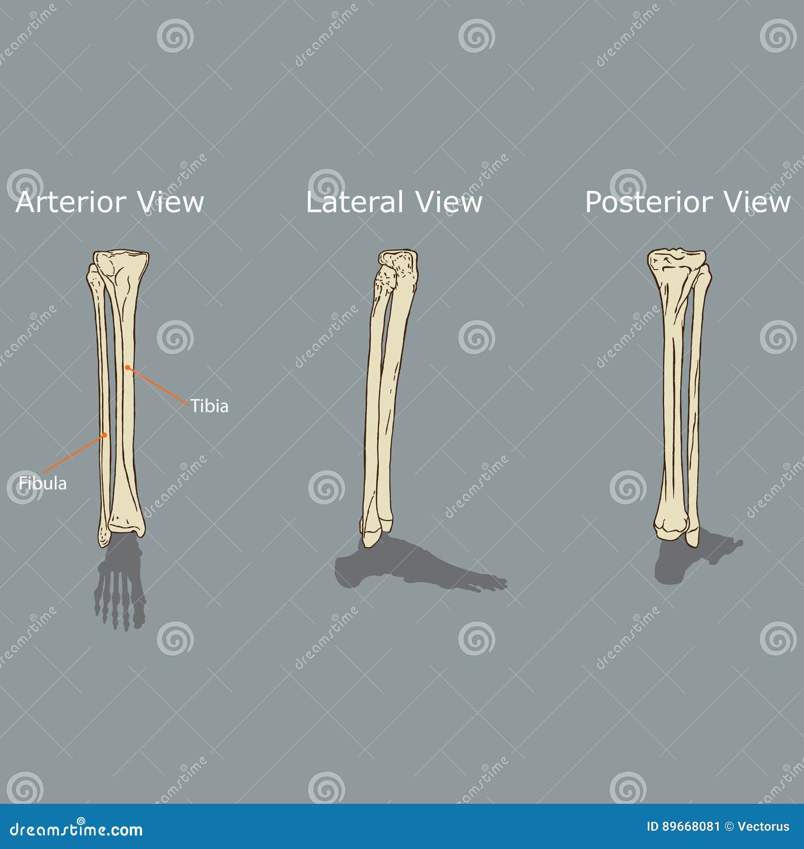 Anatomia Do Perônio E Da Tíbia Ilustração do Vetor - Ilustração de ...
