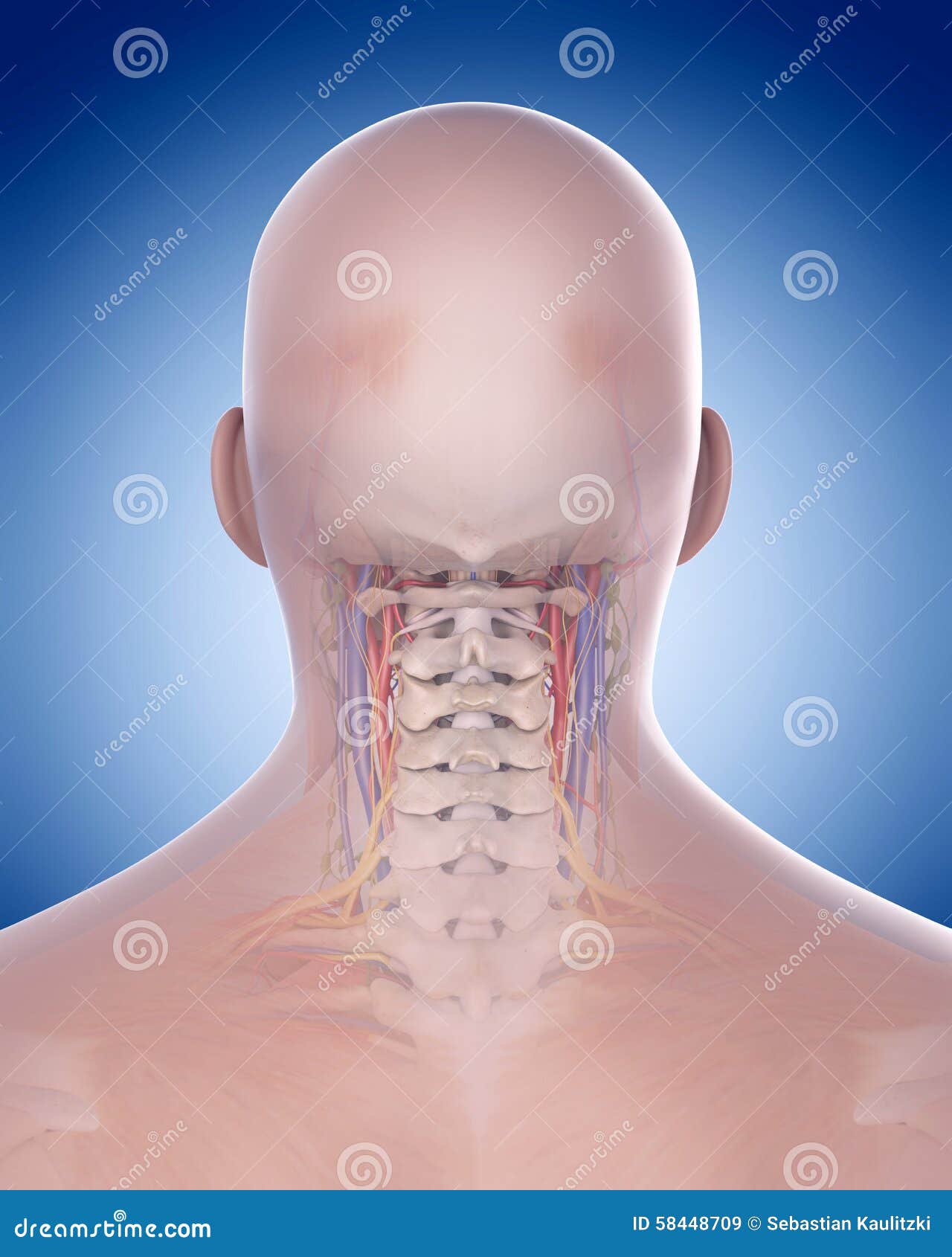 A anatomia do pescoço ilustração stock. Ilustração de render - 58448709