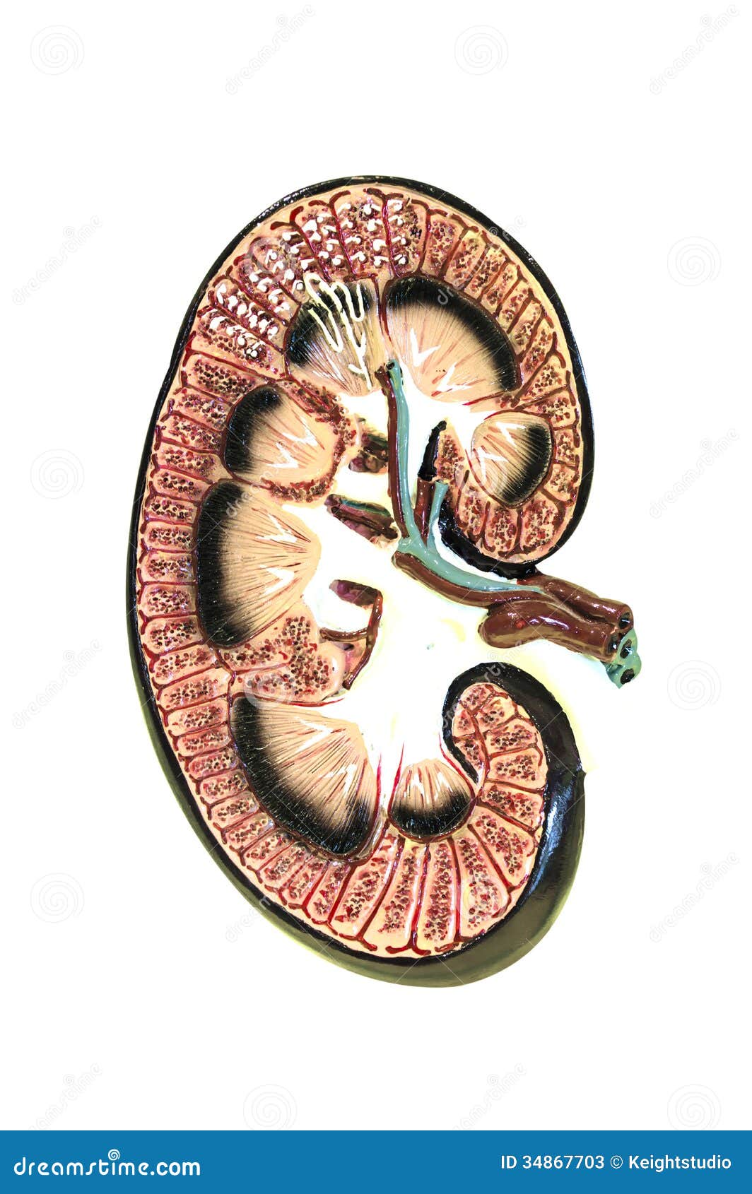 Anatomia do rim imagem de stock. Imagem de anatomia, corpo - 34867703