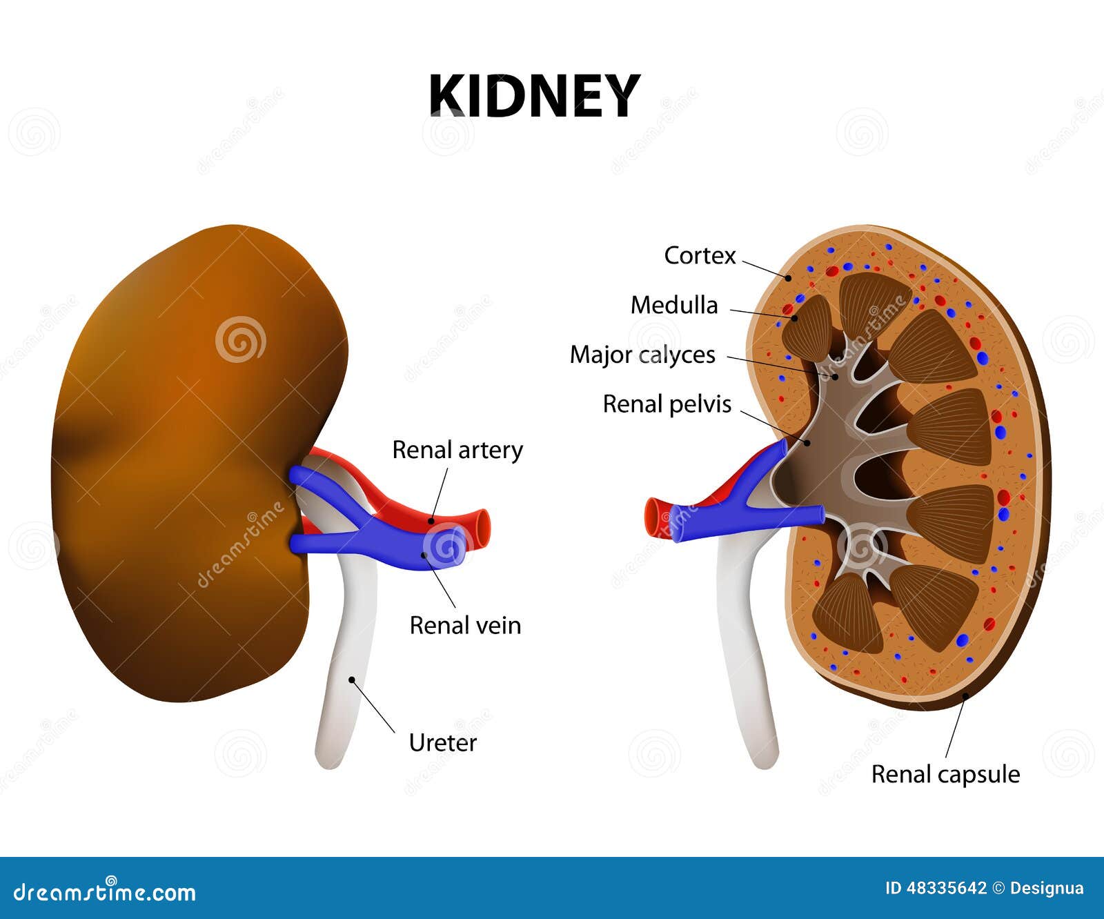 Anatomia do rim ilustração do vetor. Ilustração de anatomia - 48335642