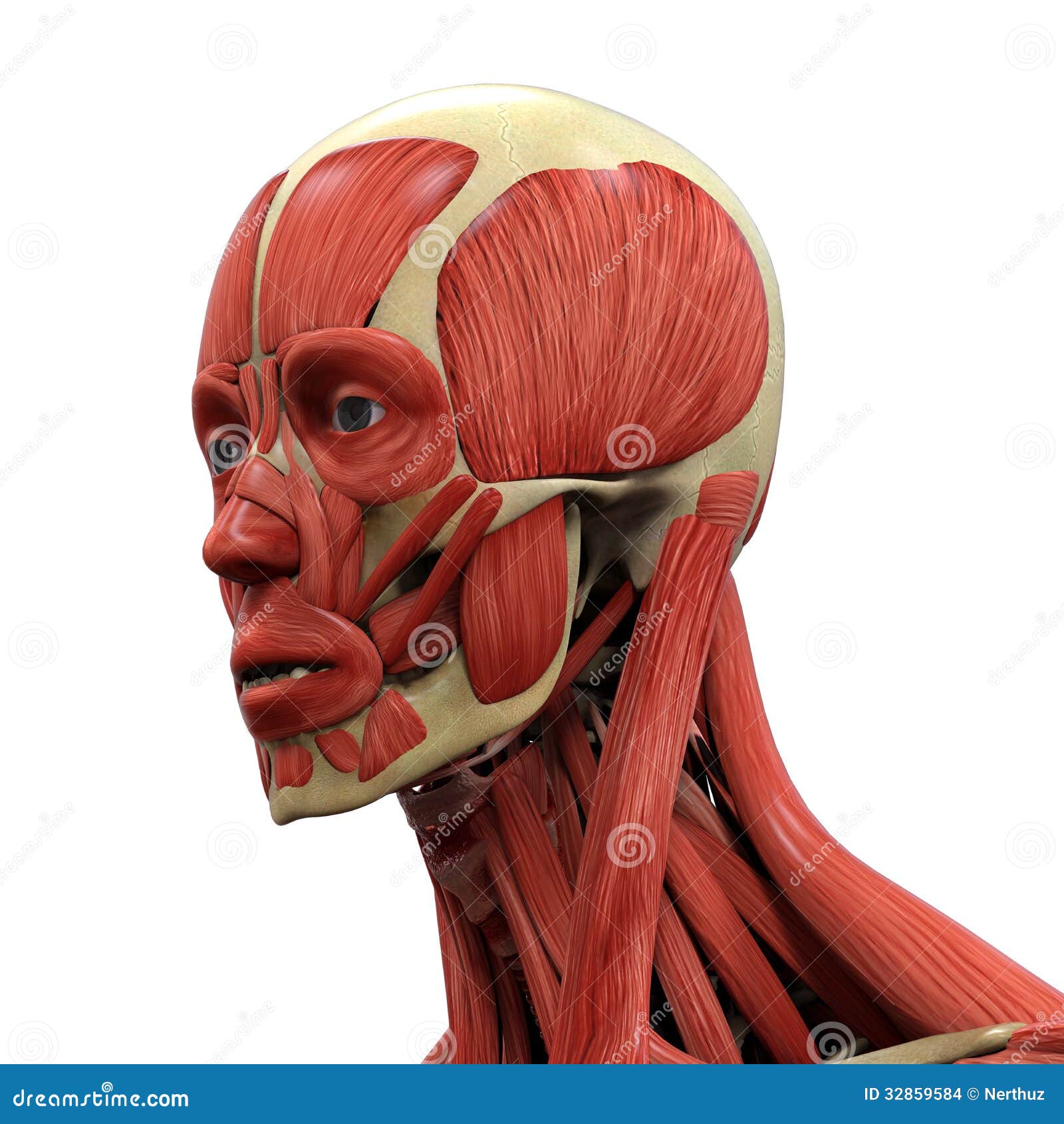 Anatomia do rosto humano ilustração stock. Ilustração de pessoa - 32859584