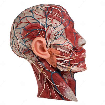 Anatomia do rosto humano imagem de stock. Imagem de fundo - 61351843
