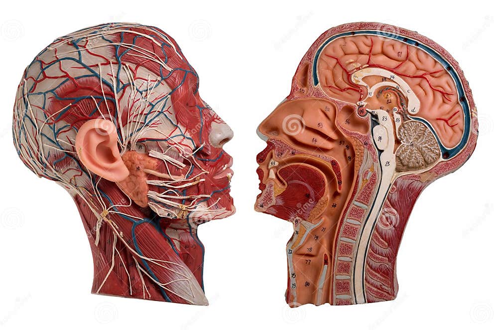 Anatomia Do Rosto Humano Isolada No Branco Ilustração Stock ...
