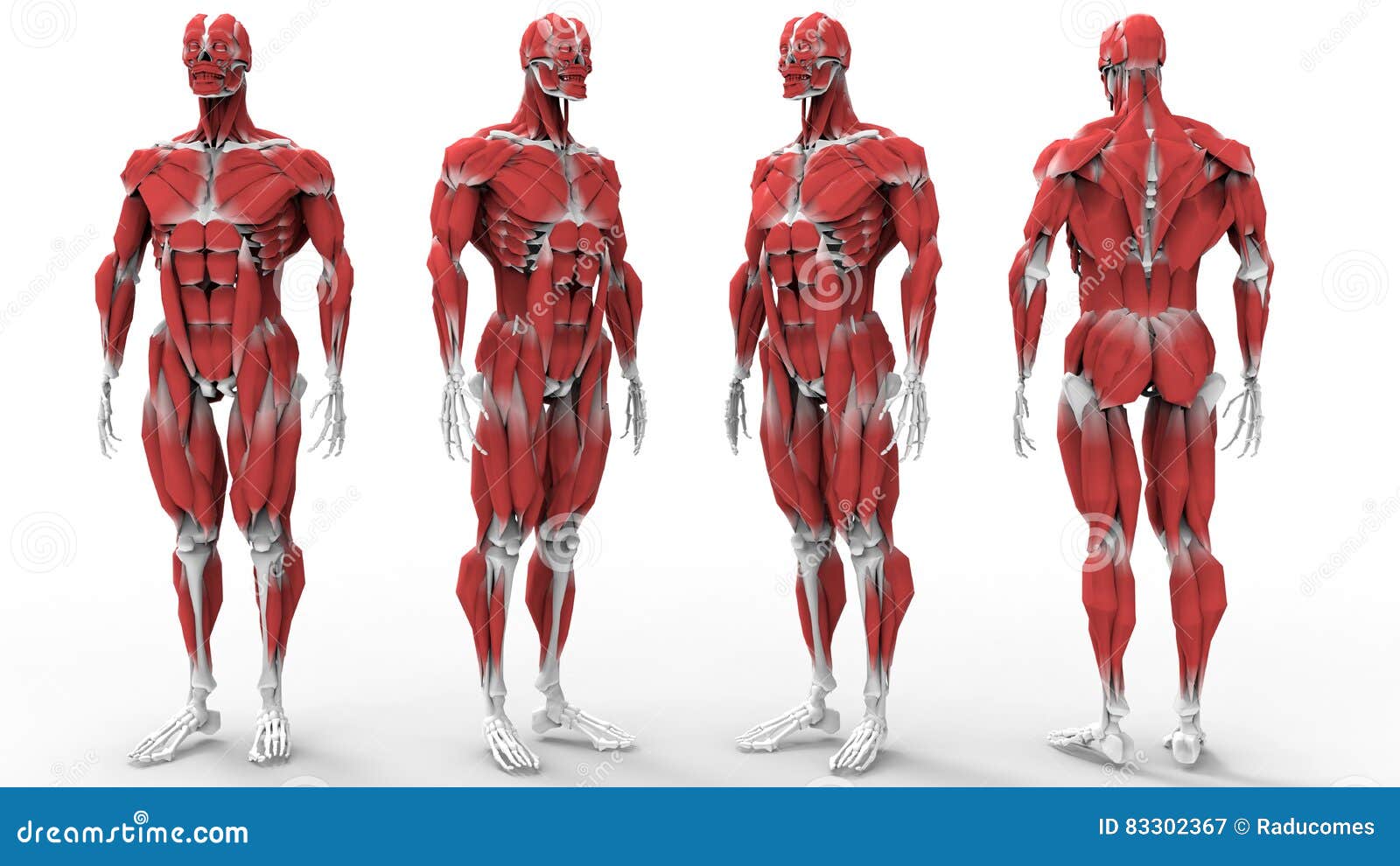 Anatomia Dos Músculos E Dos Ossos Ilustração Stock - Ilustração de ...