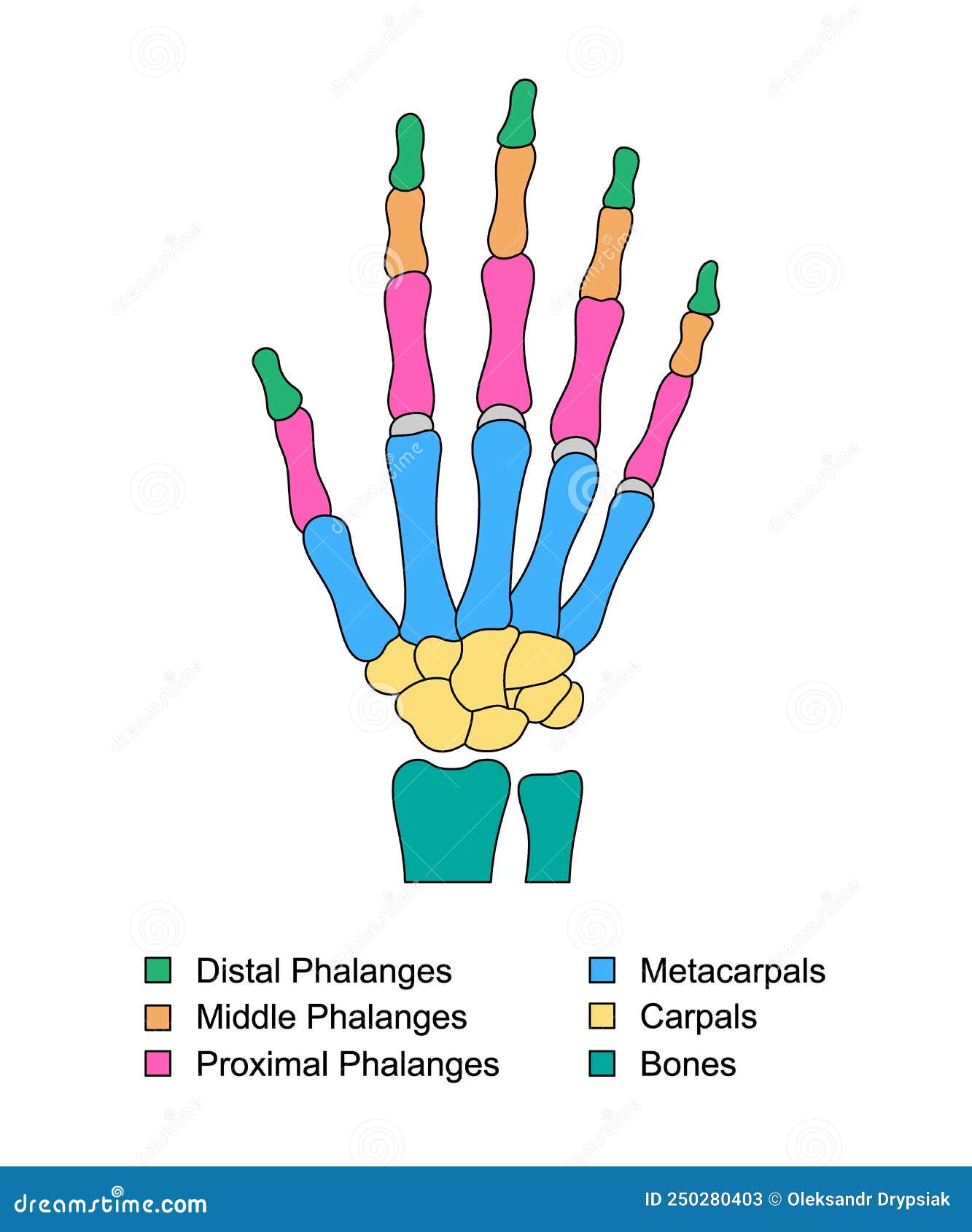 Anatomia - Ossos da Mão⚾️ Registre-se e tenha novas ideias! Anatomia - Ossos da Mão⚾️ Registre-se e tenha novas ideias!
