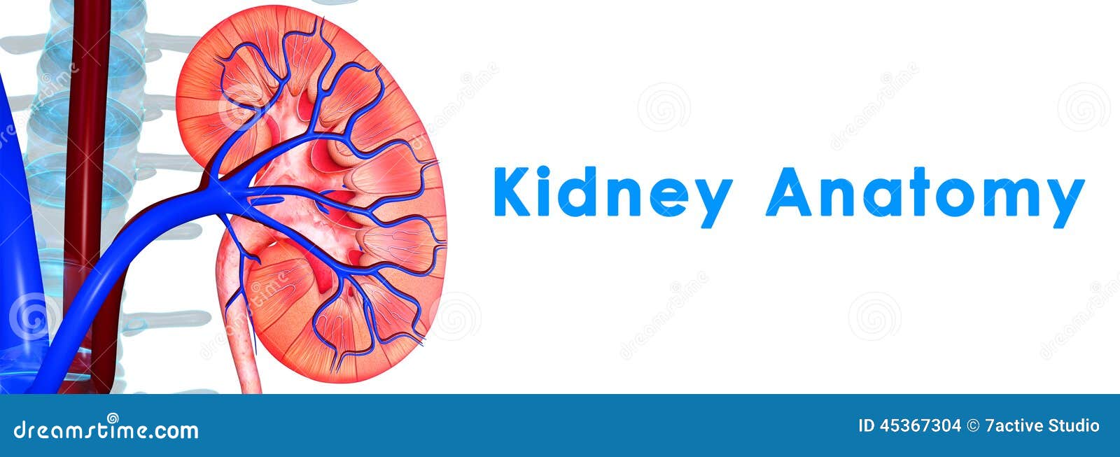 Anatomia dos rins ilustração stock. Ilustração de glândula - 45367304