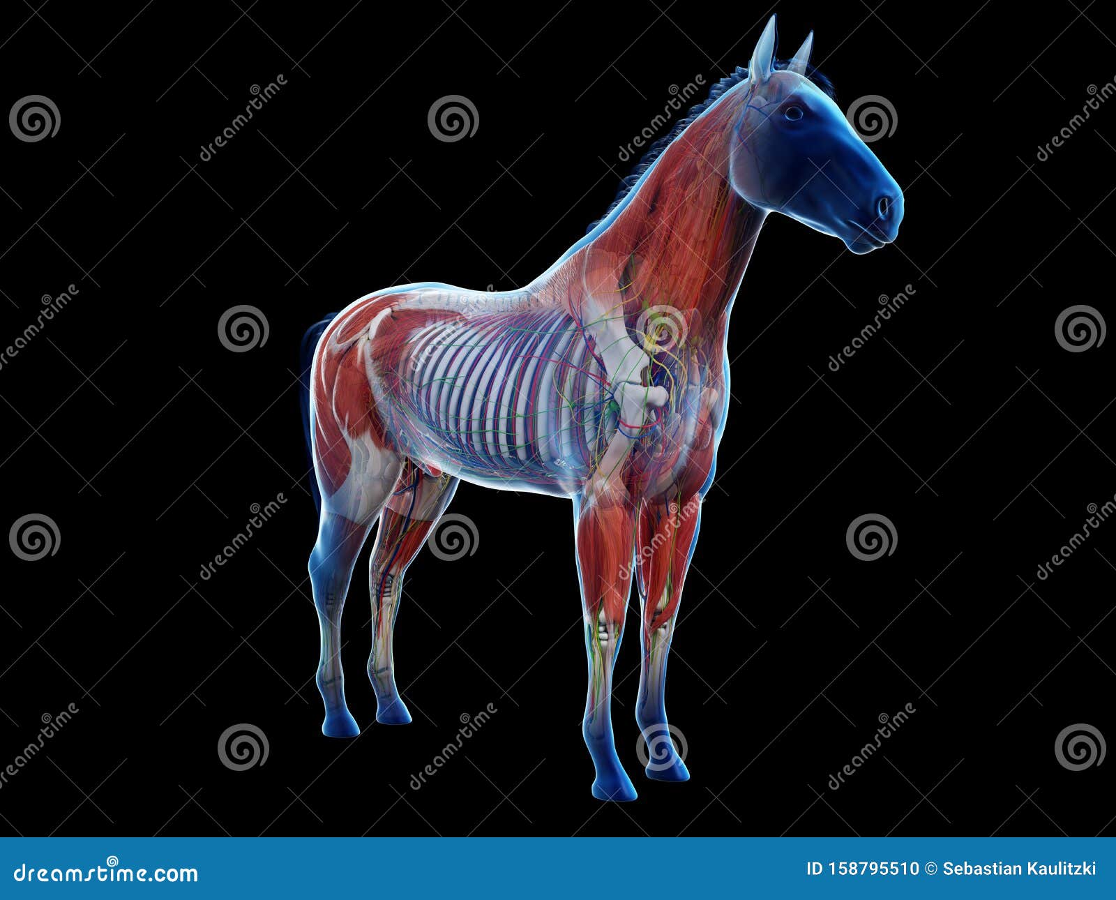 Anatomia equina ilustração stock. Ilustração de equino - 158795510