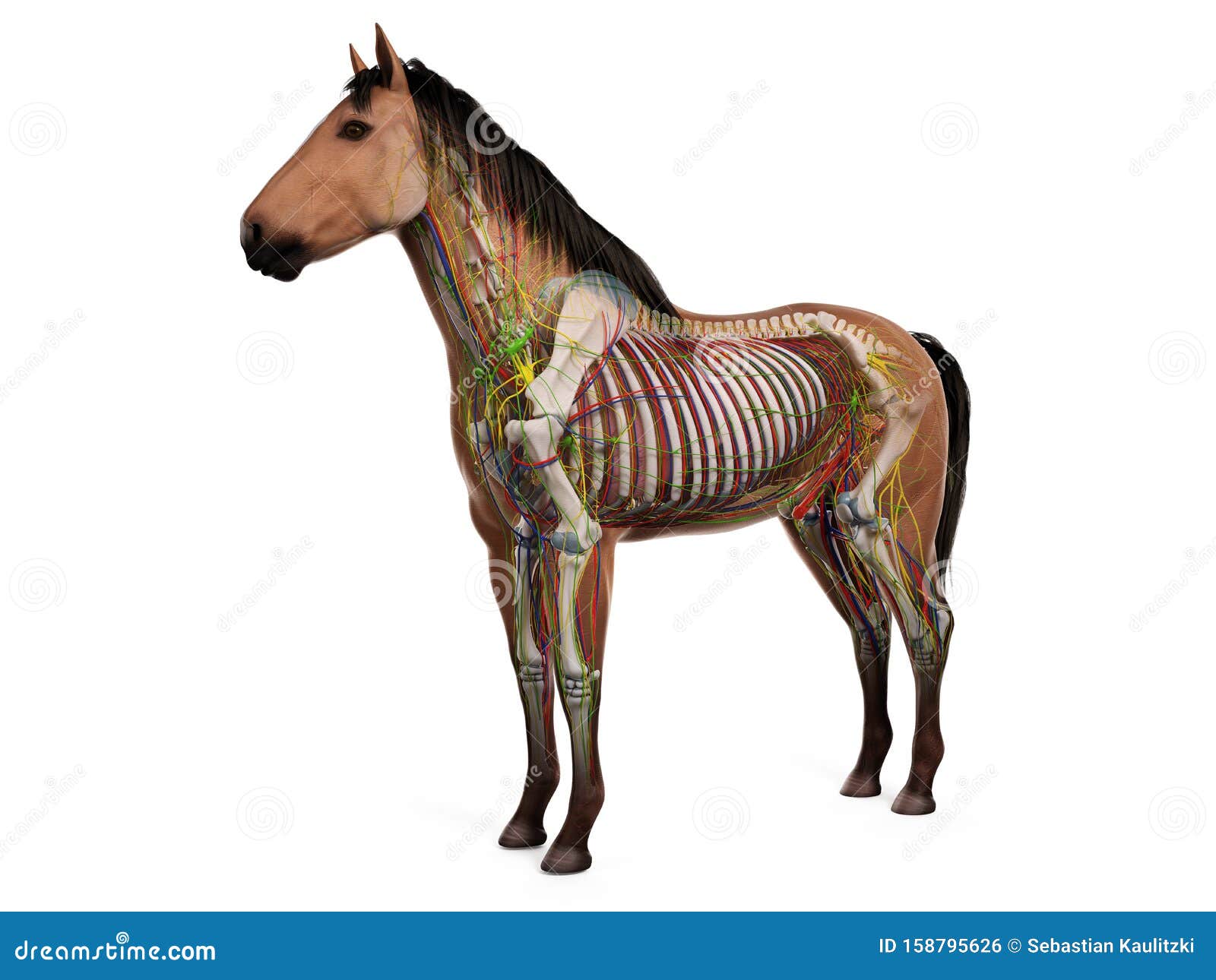 Anatomia equina ilustração stock. Ilustração de estrutura - 158795626
