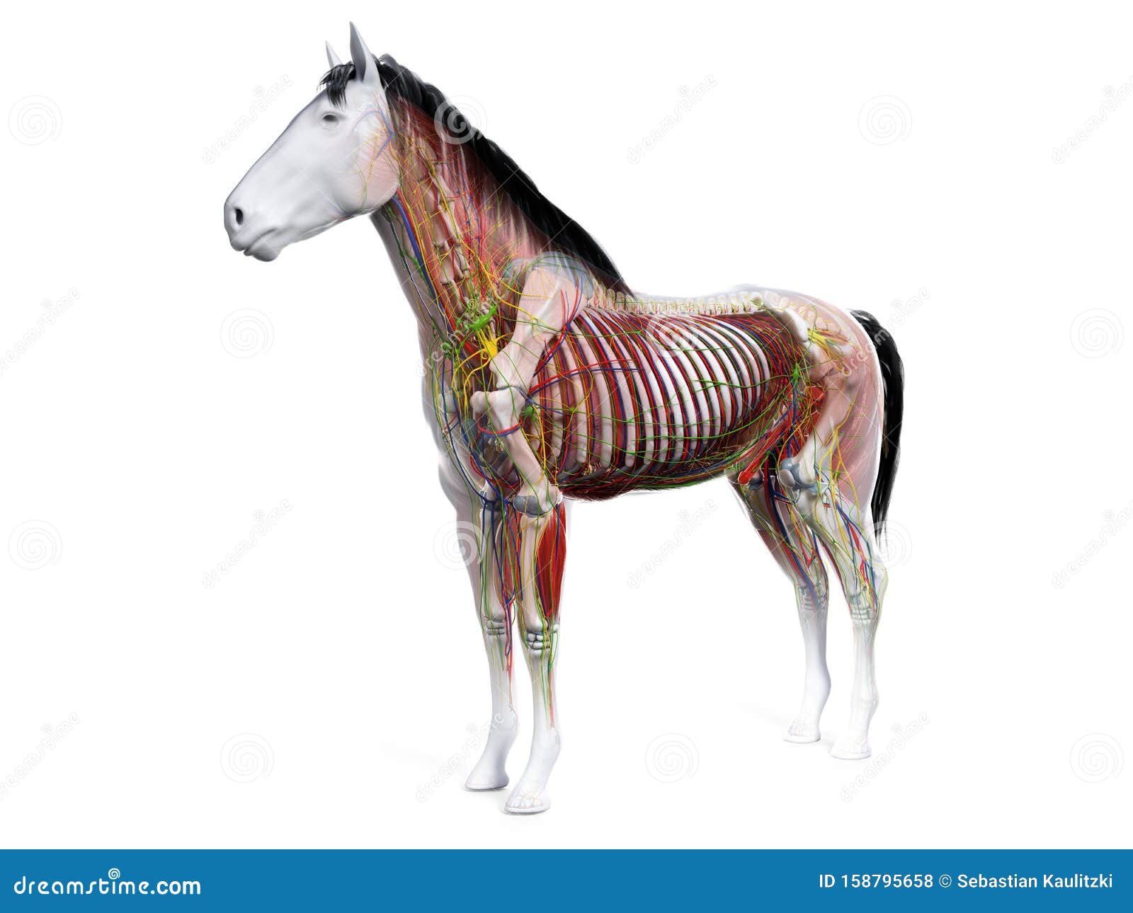 Anatomia equina ilustração stock. Ilustração de equino - 158795658