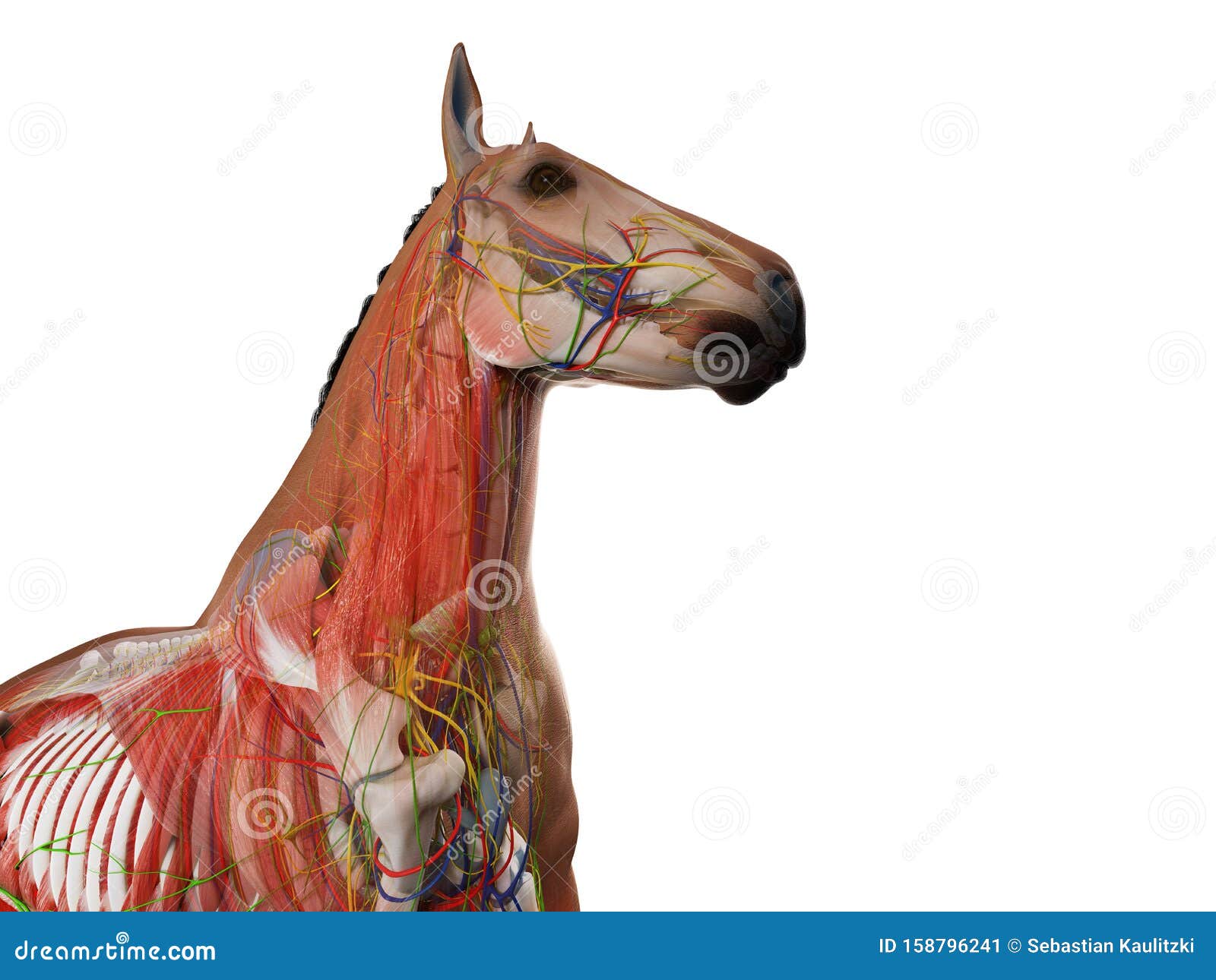 Anatomia equina ilustração stock. Ilustração de cavalo - 158796241