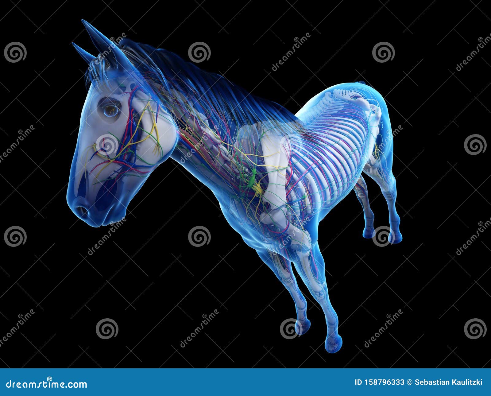 Anatomia equina ilustração stock. Ilustração de zoologia - 158796333