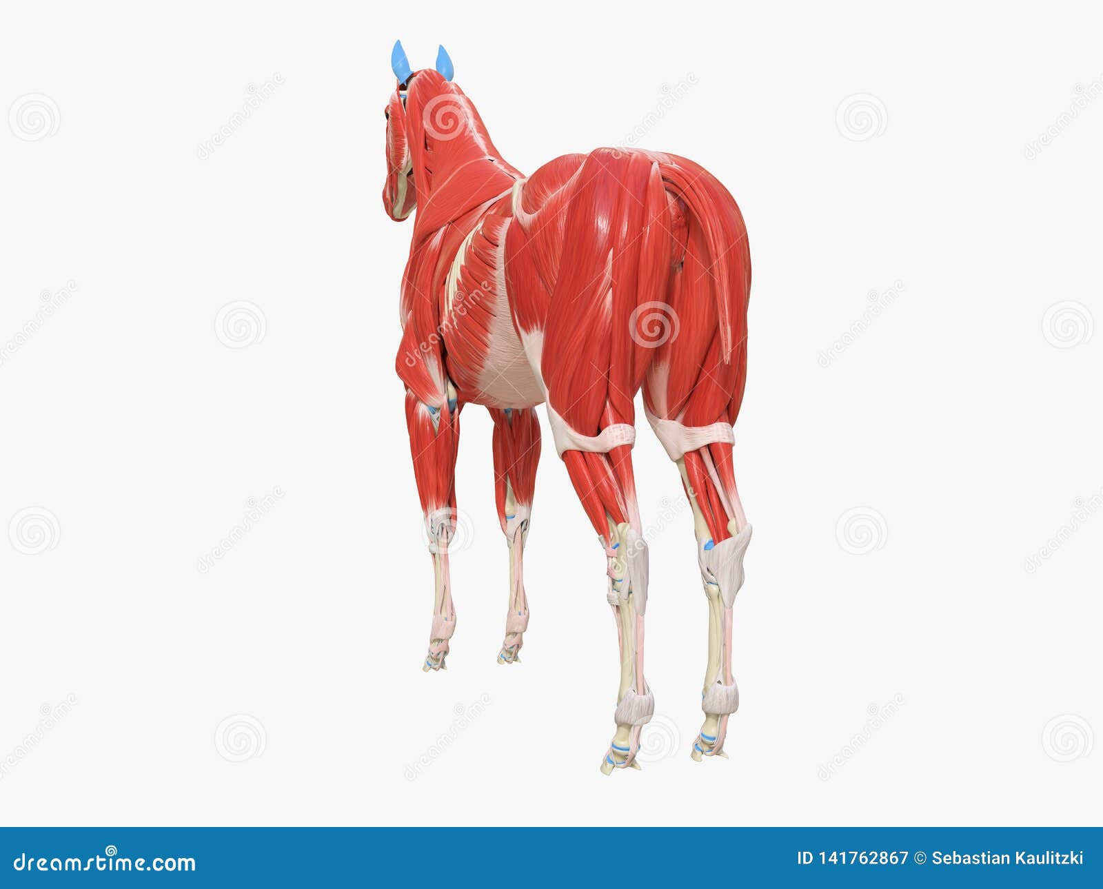 A Anatomia Equino Do M?sculo Ilustração Stock - Ilustração de ...