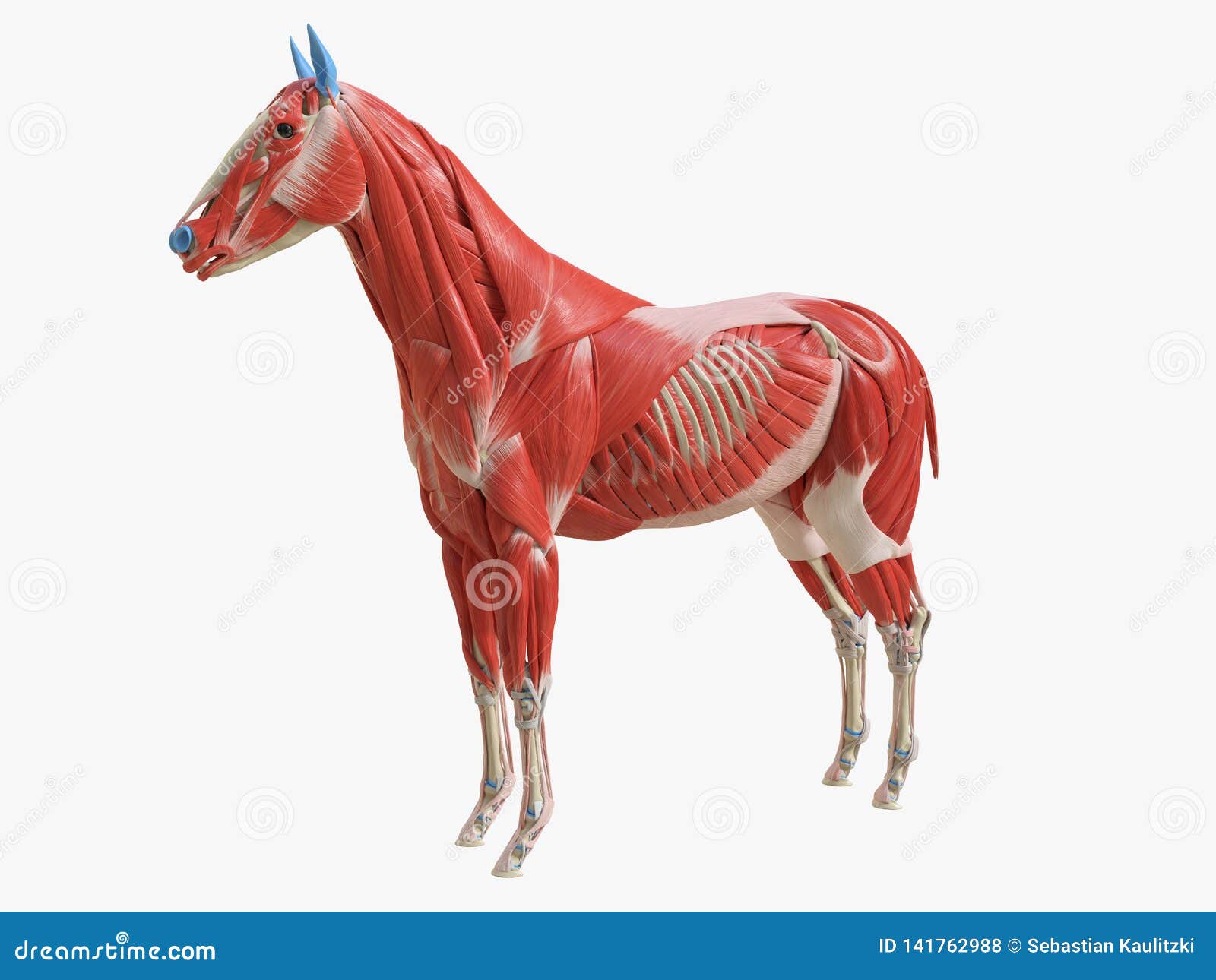A Anatomia Equino Do M?sculo Ilustração Stock - Ilustração de ...