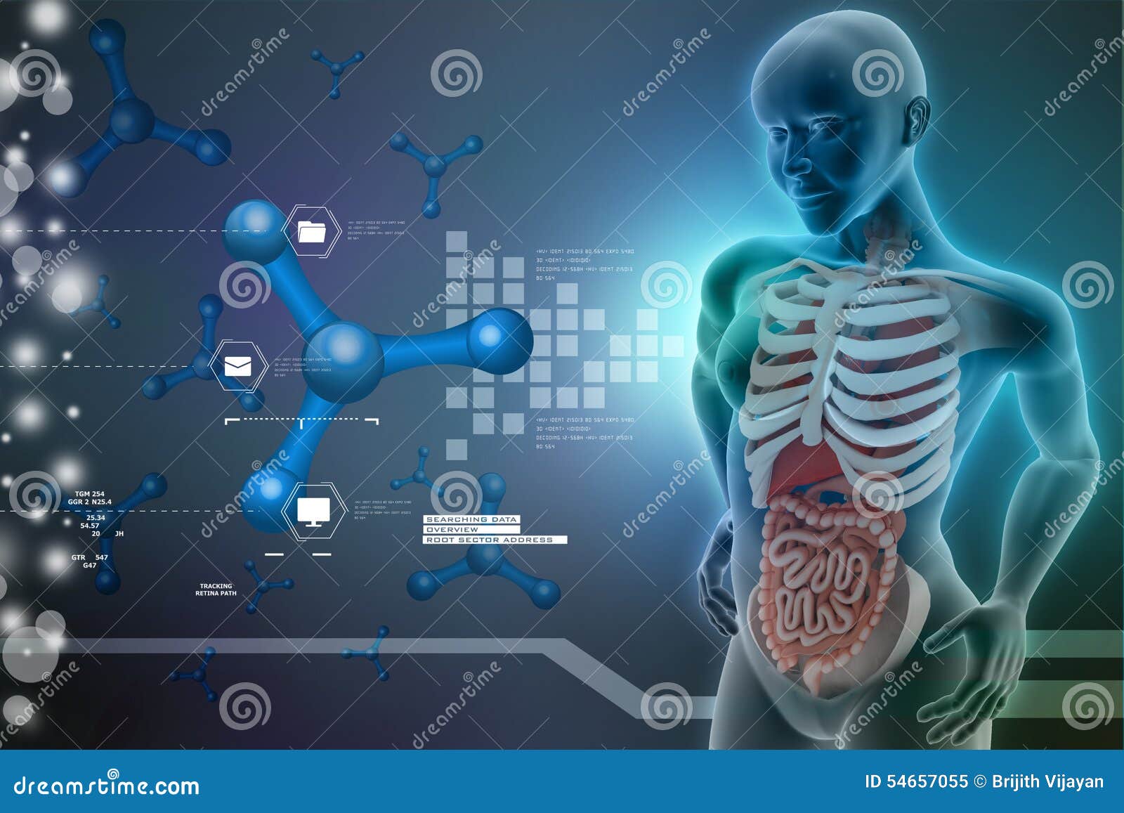 Anatomia humana ilustração stock. Ilustração de tecido - 54657055