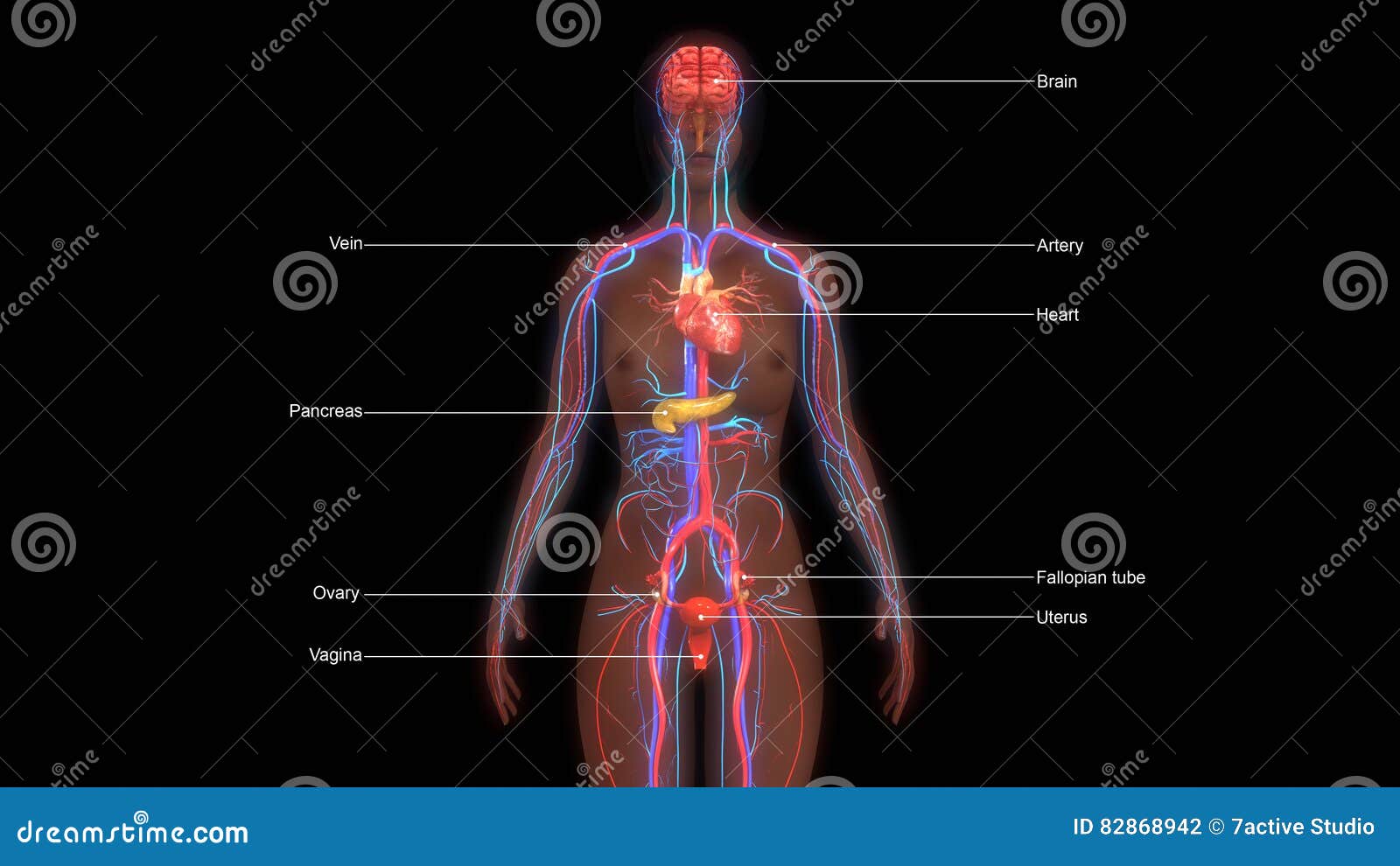 Anatomia humana ilustração stock. Ilustração de anatomia - 82868942