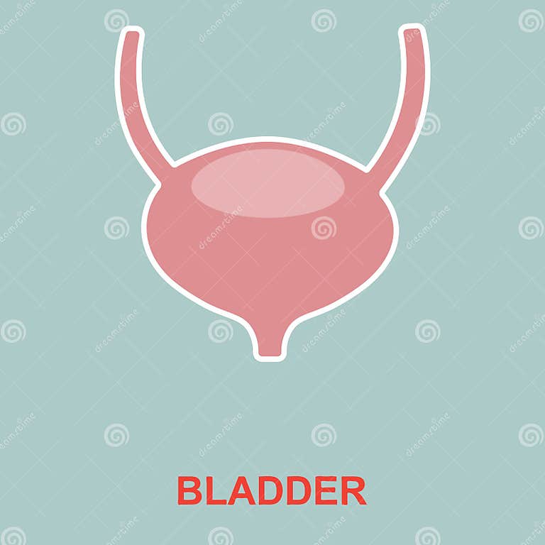 Anatomia humana da bexiga ilustração do vetor. Ilustração de anatomia ...