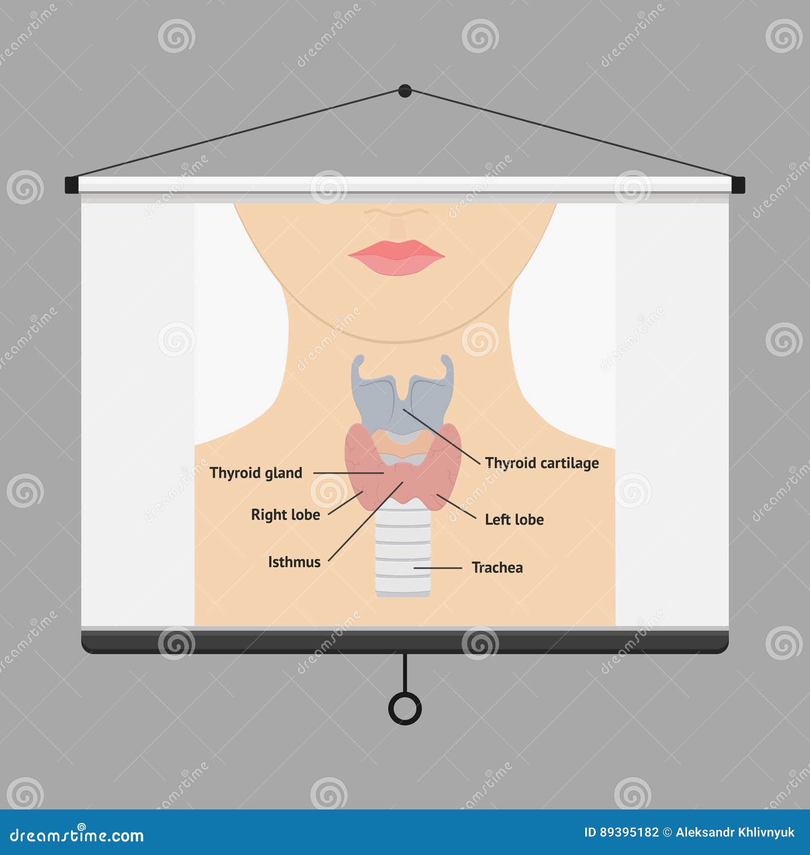 Anatomia humana da laringe ilustração stock. Ilustração de diagnostique ...