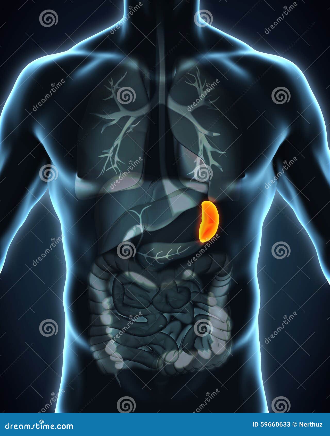 Anatomia humana do baço ilustração stock. Ilustração de diagnostique ...