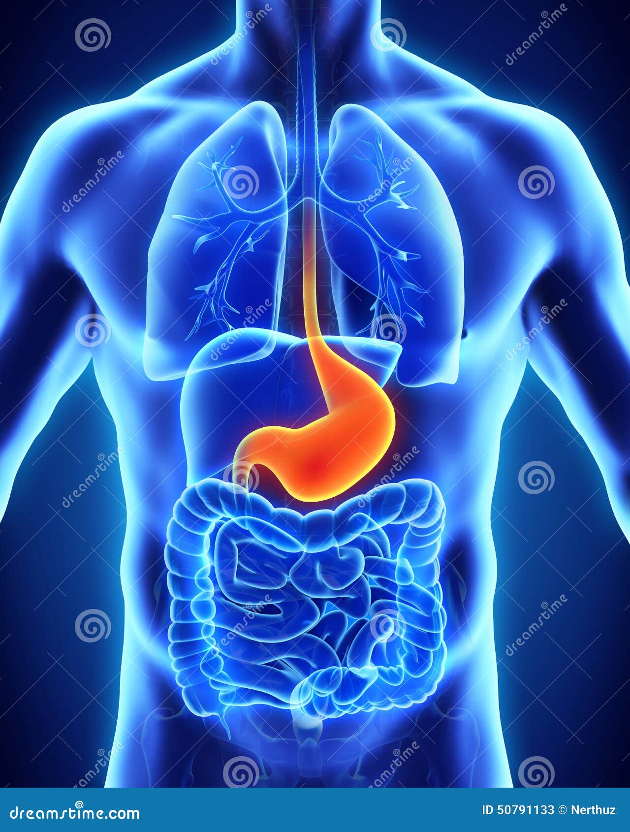 Anatomia Humana Do Estômago Ilustração Stock - Ilustração de apêndice ...