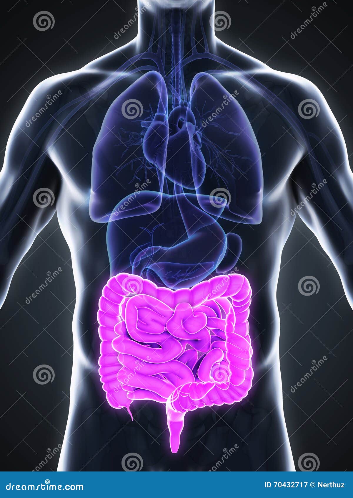 Anatomia Humana Do Intestino Ilustração Stock - Ilustração de corpo ...