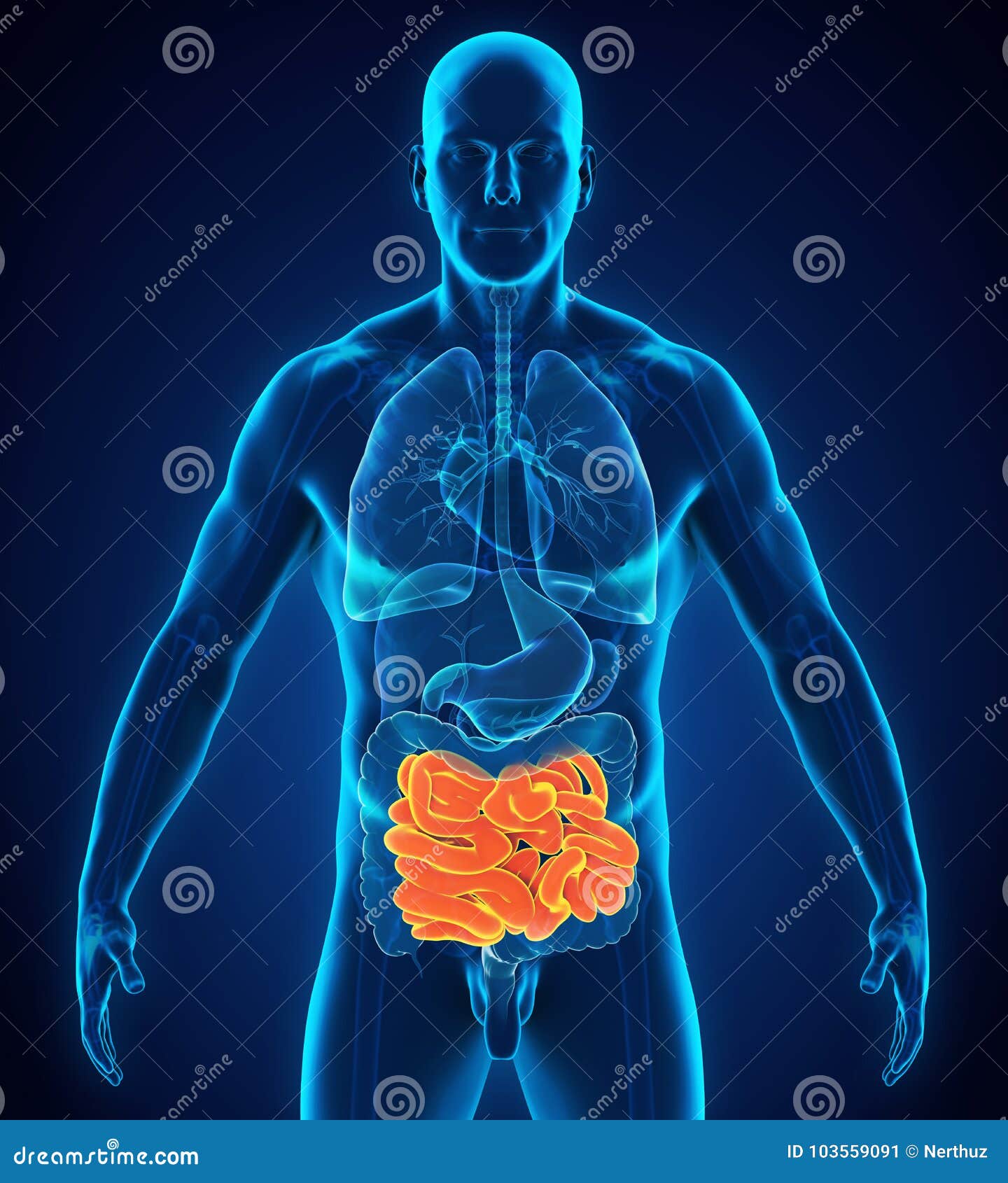 Anatomia Humana Do Intestino Delgado Ilustração Stock - Ilustração de ...