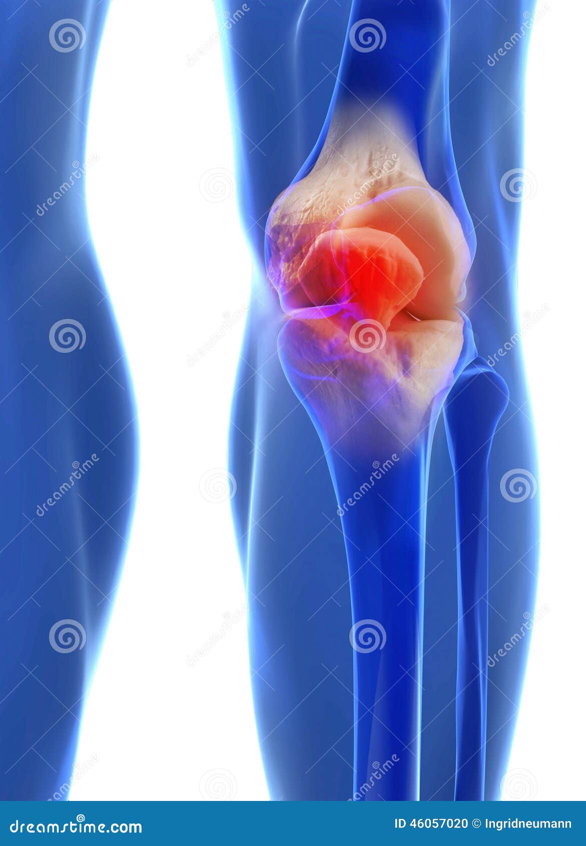 Anatomia humana do joelho ilustração stock. Ilustração de imagem - 46057020