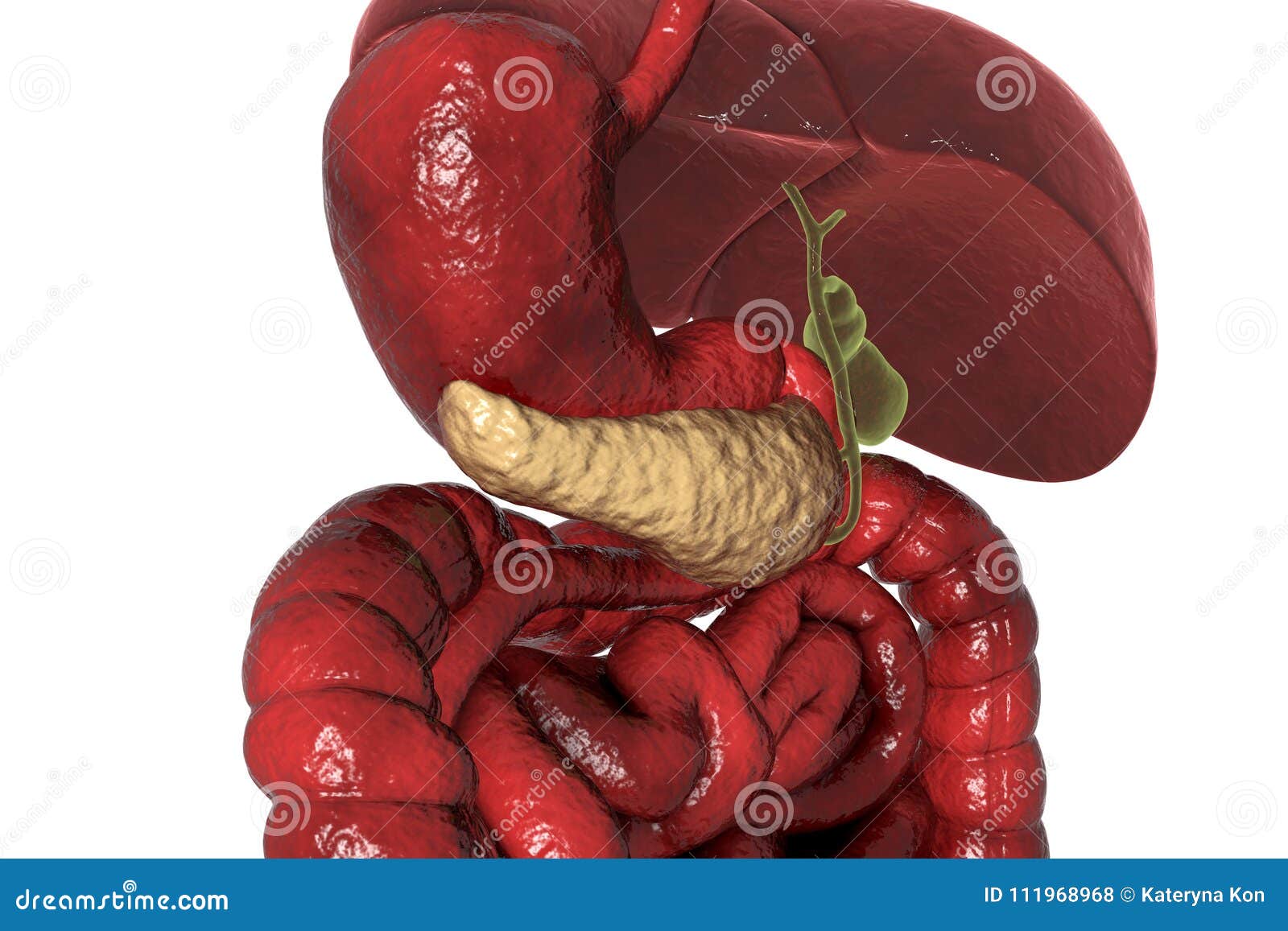 Anatomia Humana Do Pâncreas Ilustração Stock - Ilustração de biologia ...