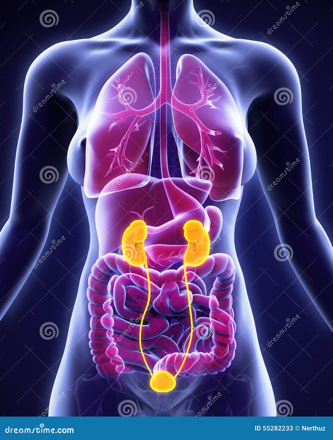 Anatomia humana dos rins ilustração stock. Ilustração de reprodutora ...