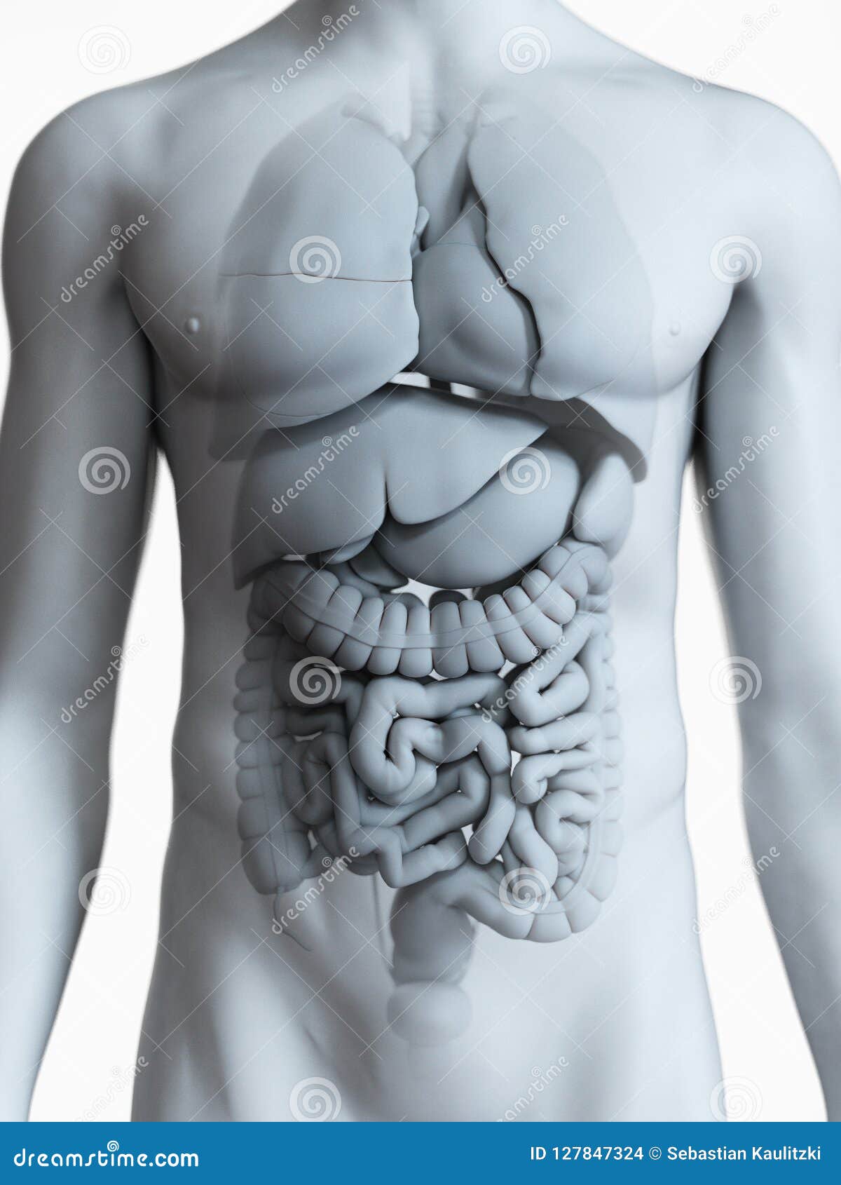 A Anatomia Interna Masculina Ilustração Stock - Ilustração de render ...